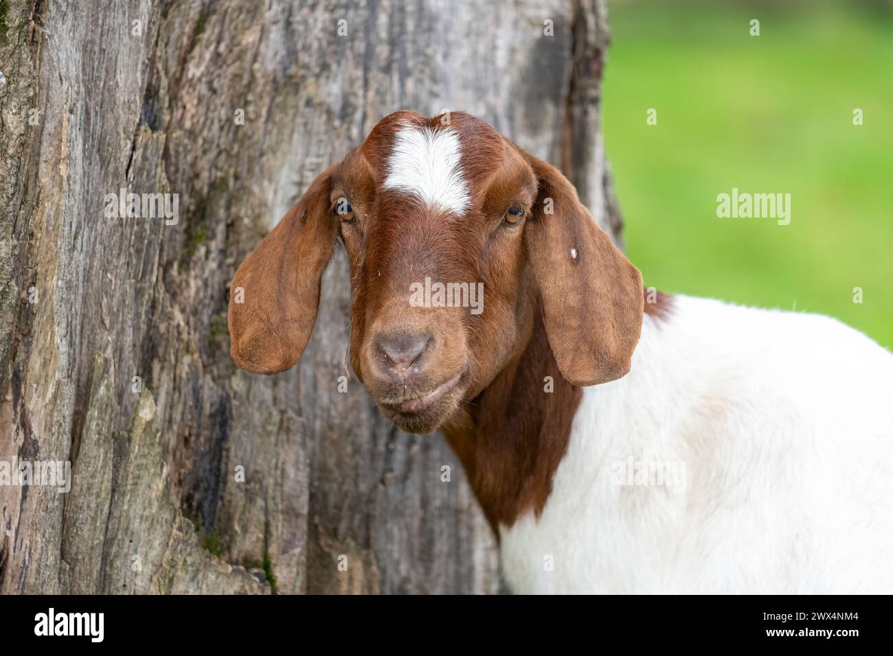 South african boer goat hi-res stock photography and images - Alamy
