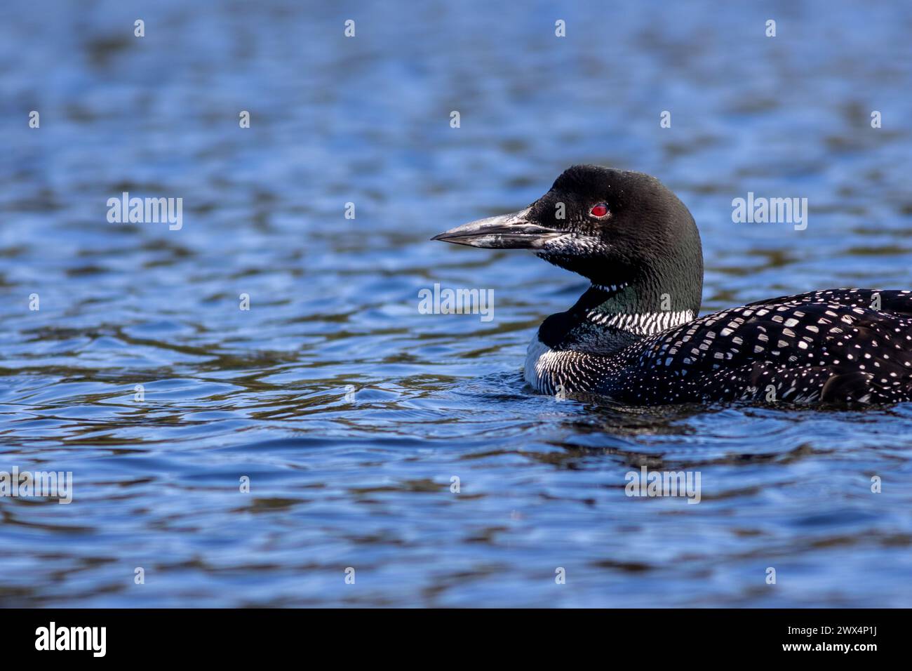 Common Loon male, Gavia immer, on Adirondack lake in St Regis ...