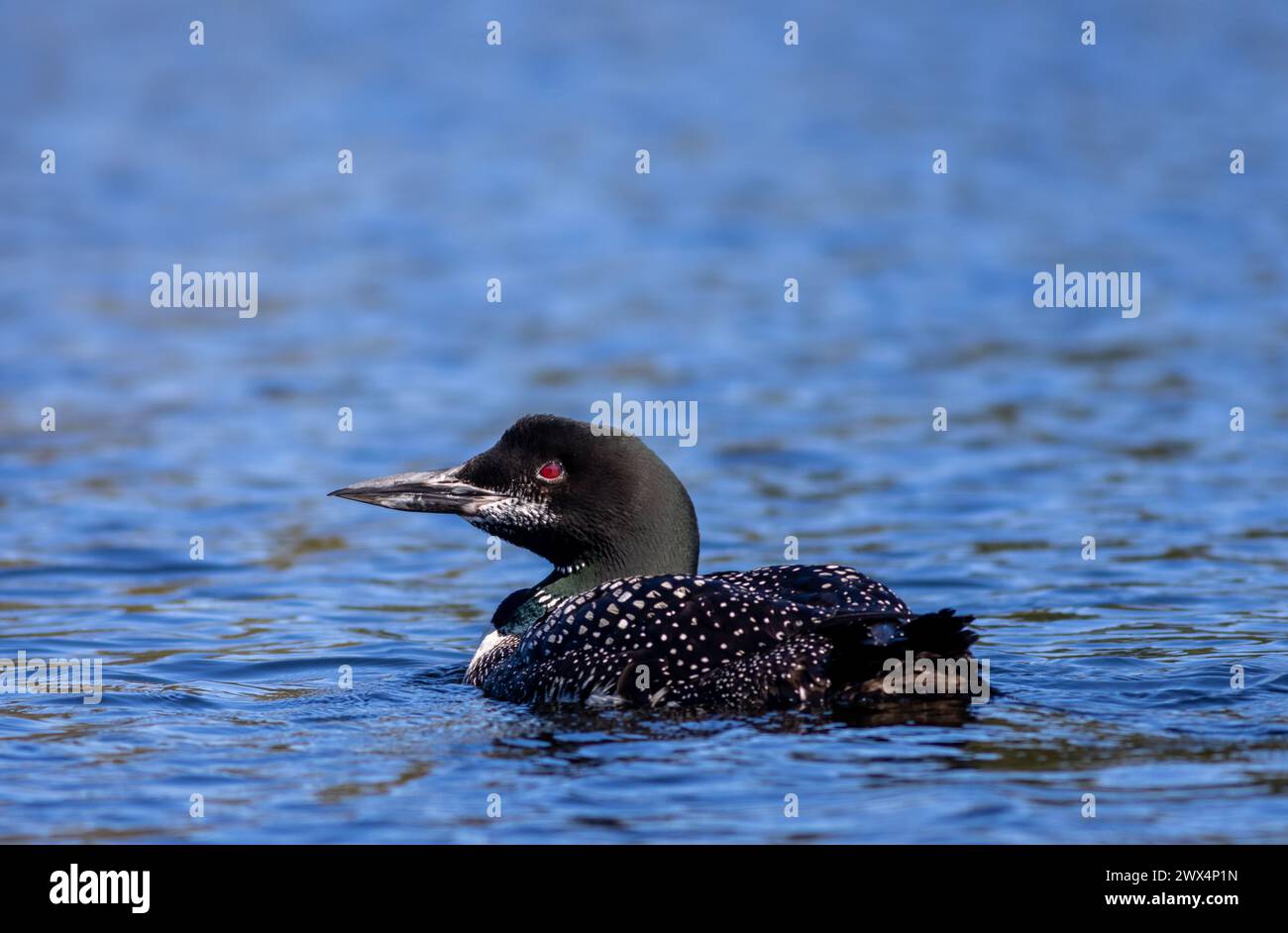 Common Loon male, Gavia immer, on Adirondack lake in St Regis ...