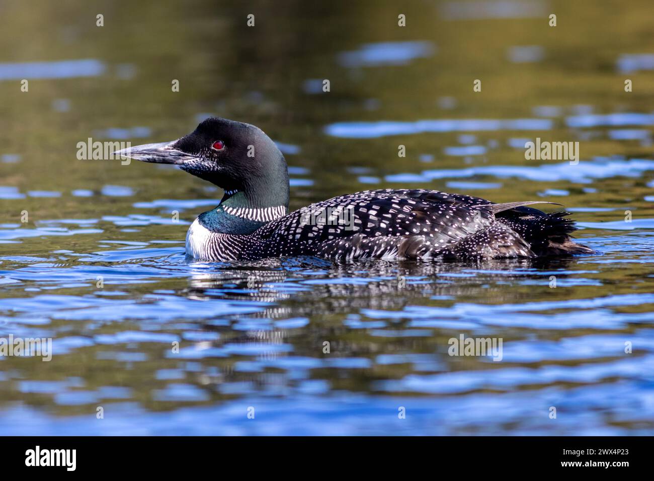 Common Loon male, Gavia immer, on Adirondack lake in St Regis ...