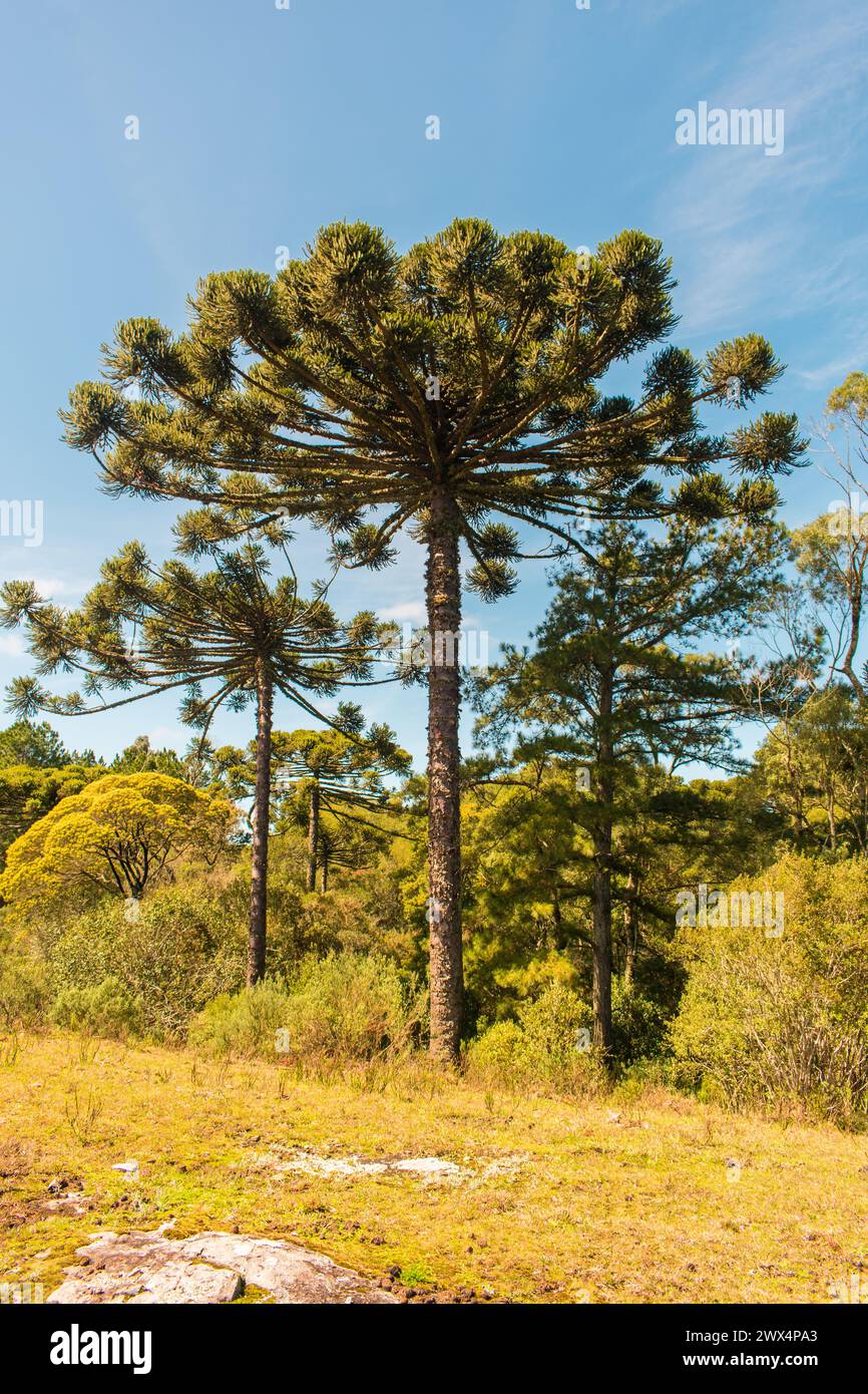Parana Pine (Araucaria angustifolia) at Ronda Municipal Park in Sao ...