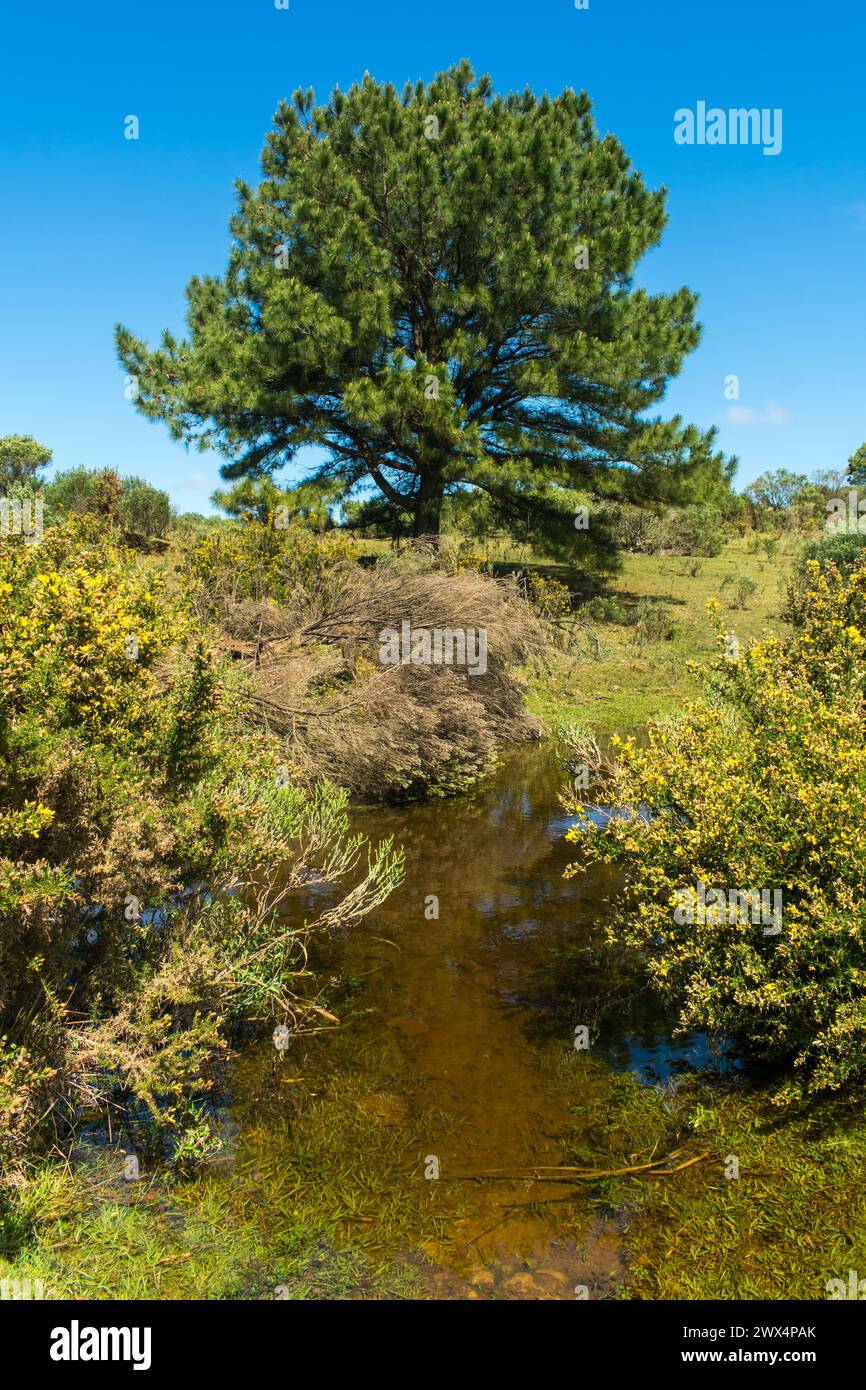 Water spring at Ronda Municipal Park in Sao Francisco de Paula, South ...