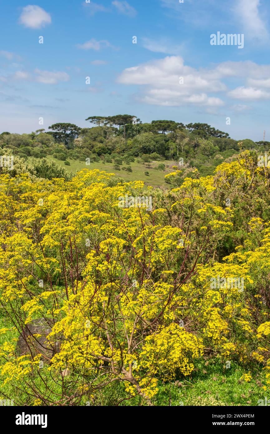 Spring landscape at Ronda Municipal Park in Sao Francisco de Paula ...