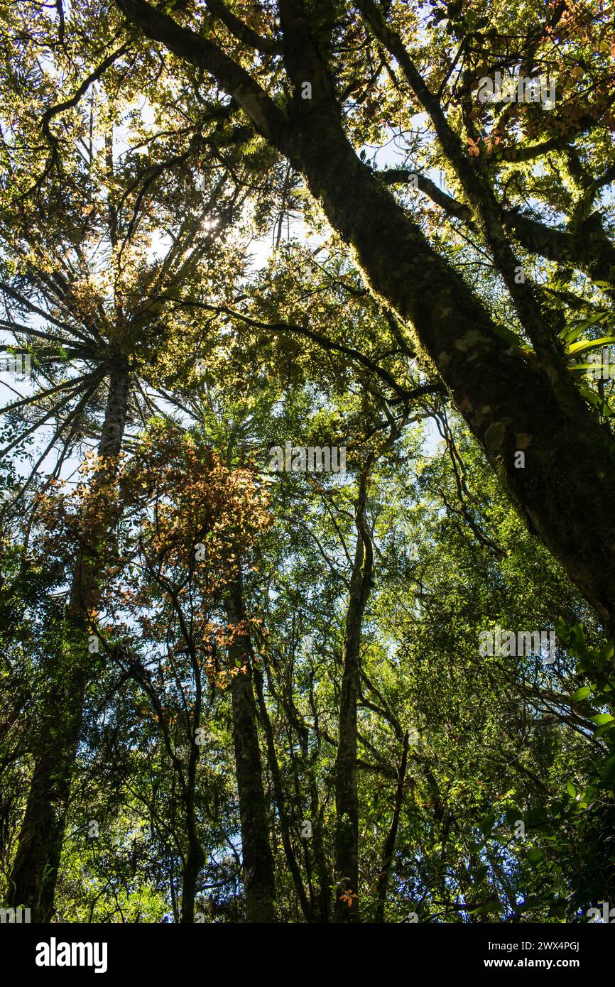 Inside an Araucaria moist forest in Sao Francisco de Paula, South of ...