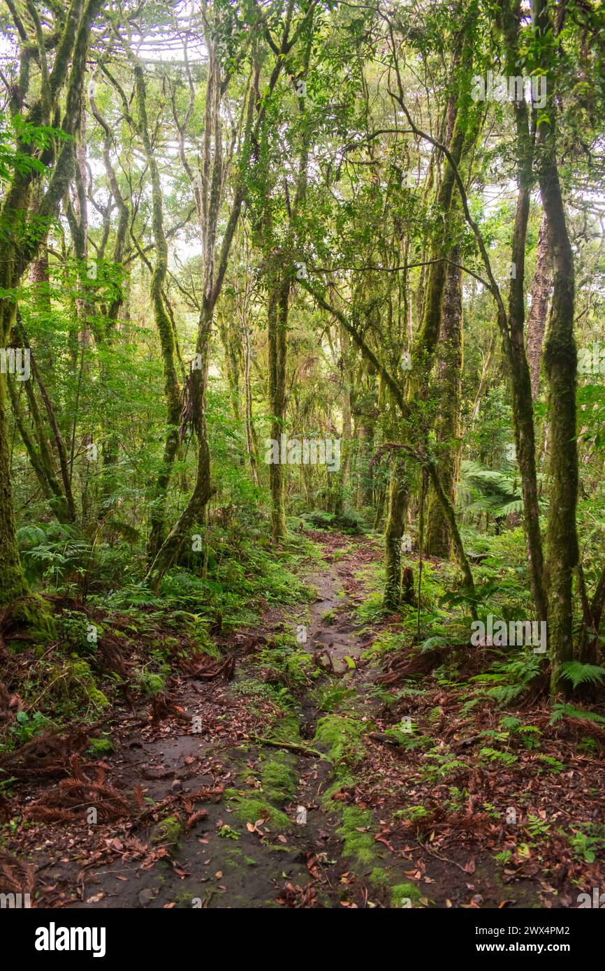 Inside an Araucaria moist forest in Sao Francisco de Paula, South of ...