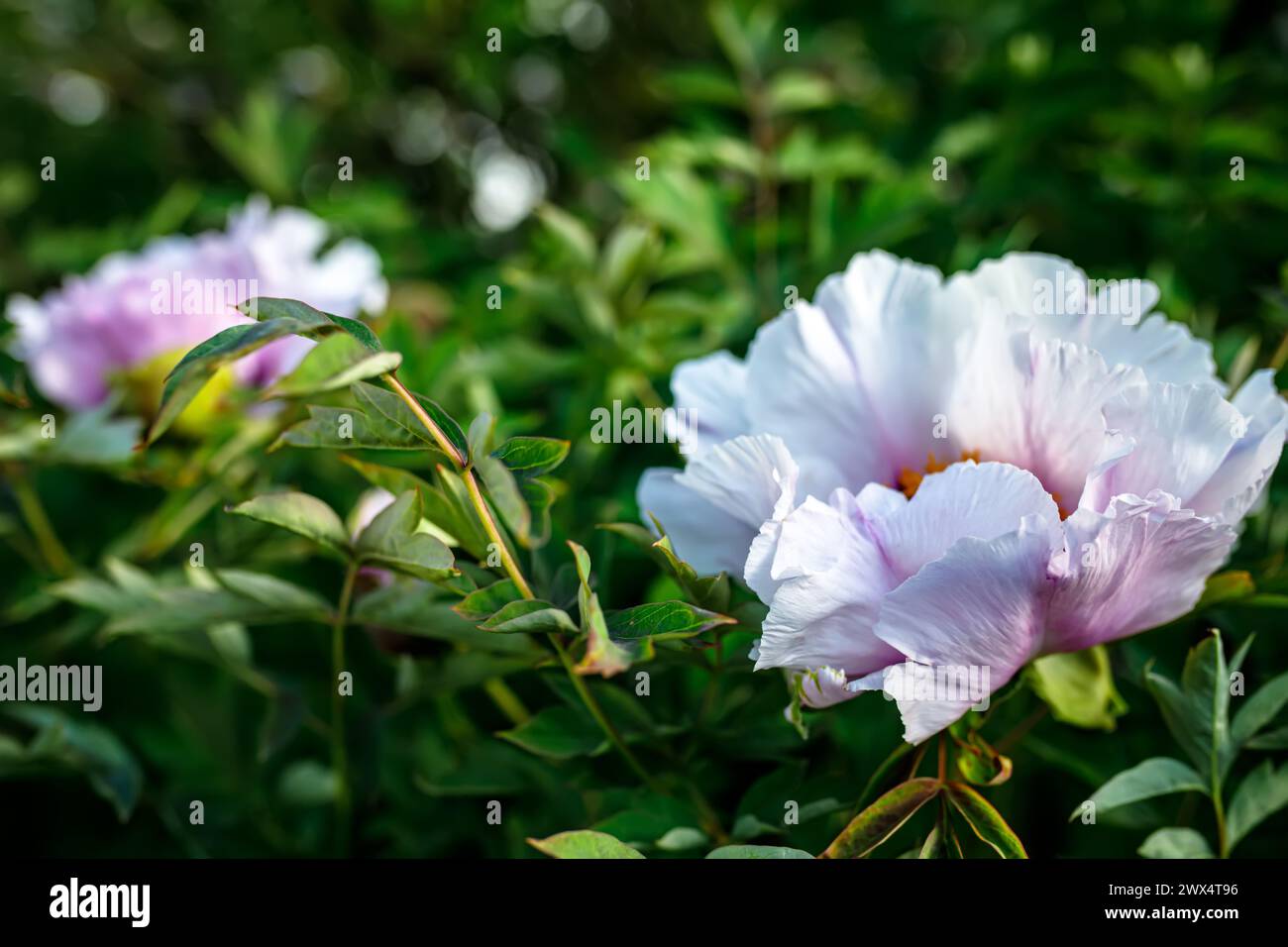 Pink peonies sway gracefully in the breeze, their delicate beauty a ...