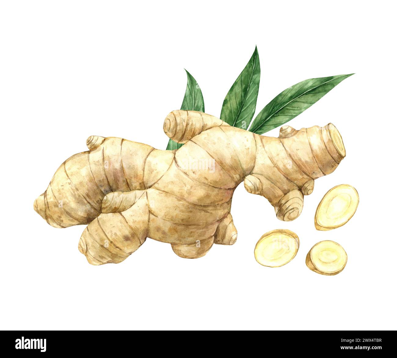 Plant and root illustration hi-res stock photography and images - Alamy