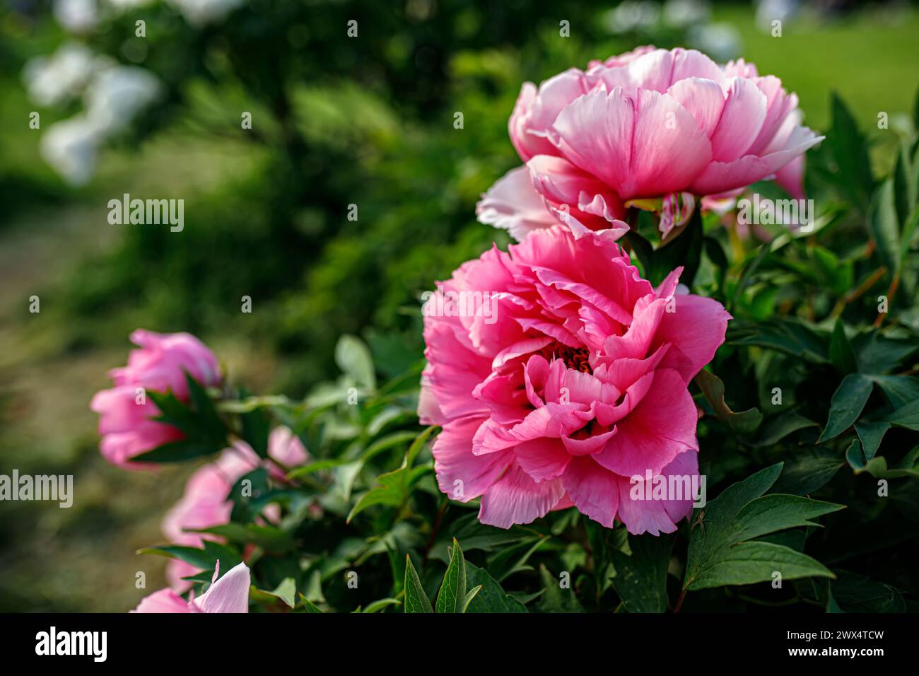sea of pink peonies stretches as far as the eye can see, a breathtaking ...