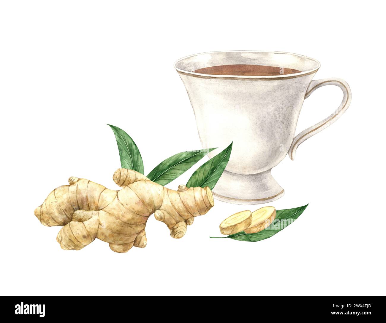 Watercolor composition with a mug of tea and natural ginger ...