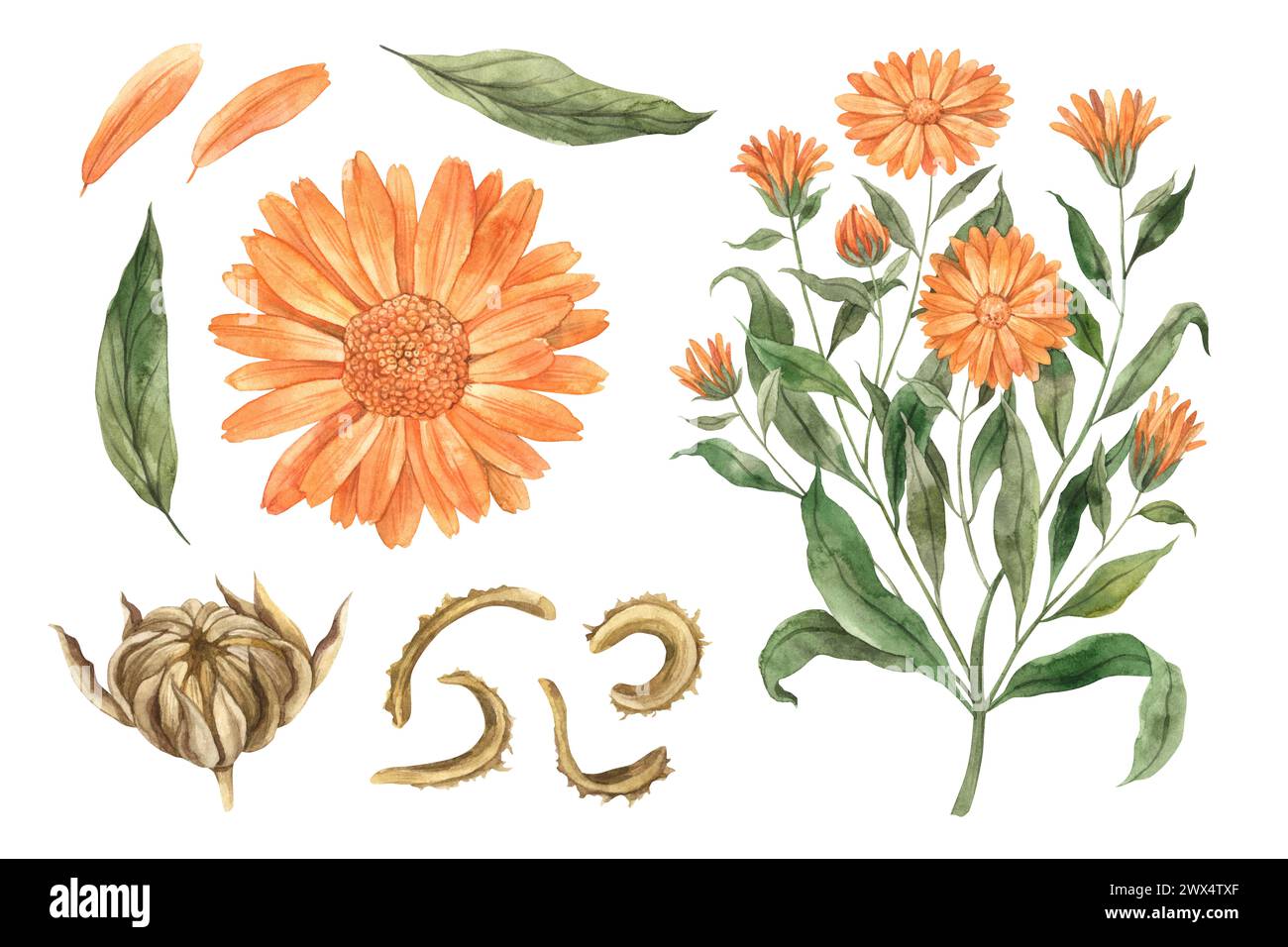 Marigold botanical illustration Cut Out Stock Images & Pictures - Alamy