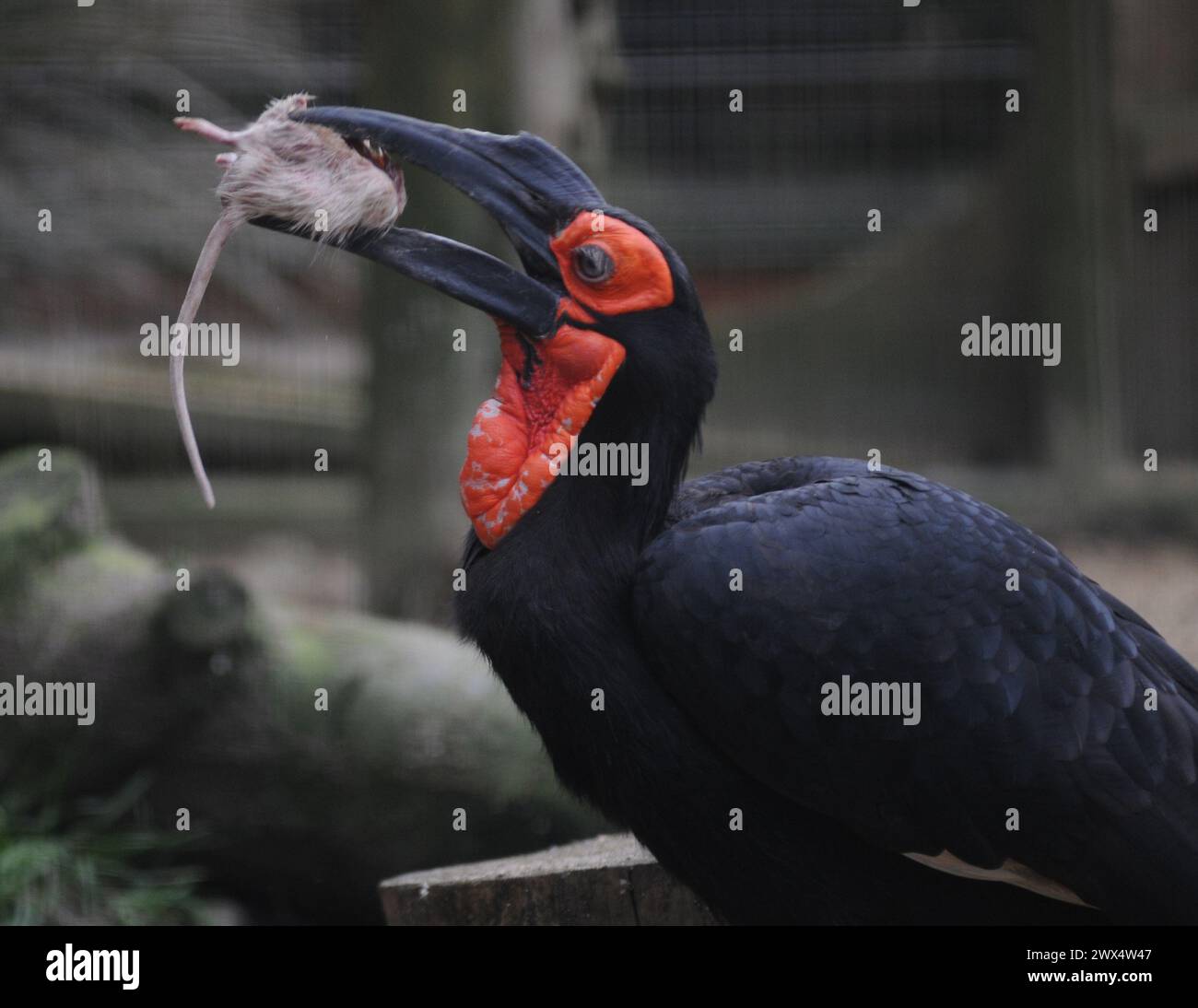 A SOUTHERN GROUND-HORNBILL ENJOYS A RAT FOR LUNCH, BIRDWORLD, FARNHAM ...