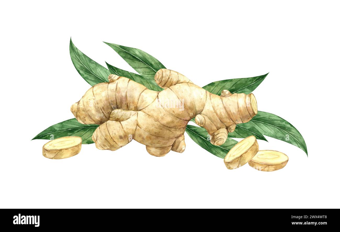 Watercolor drawing of juicy ginger with slices and green leaves ...