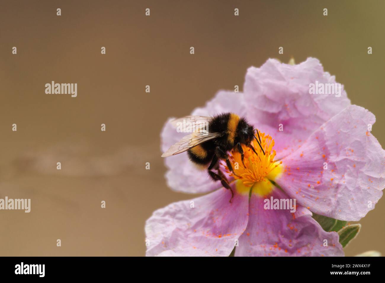 Common bumblebee bombus terrestris feeding and pollinating cistus ...