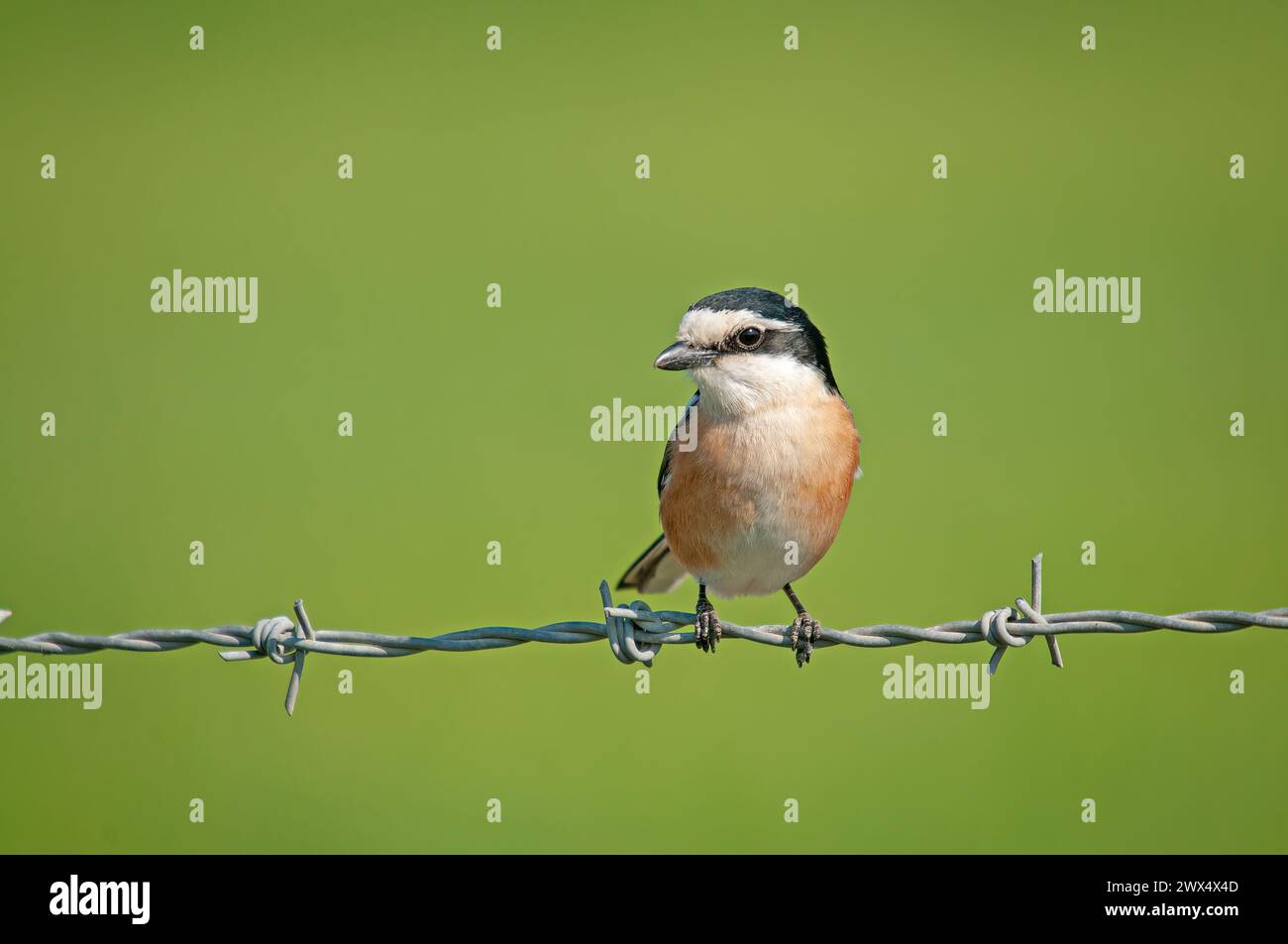 Masked Shrike on a wire, Lanius nubicus. Green background Stock Photo ...