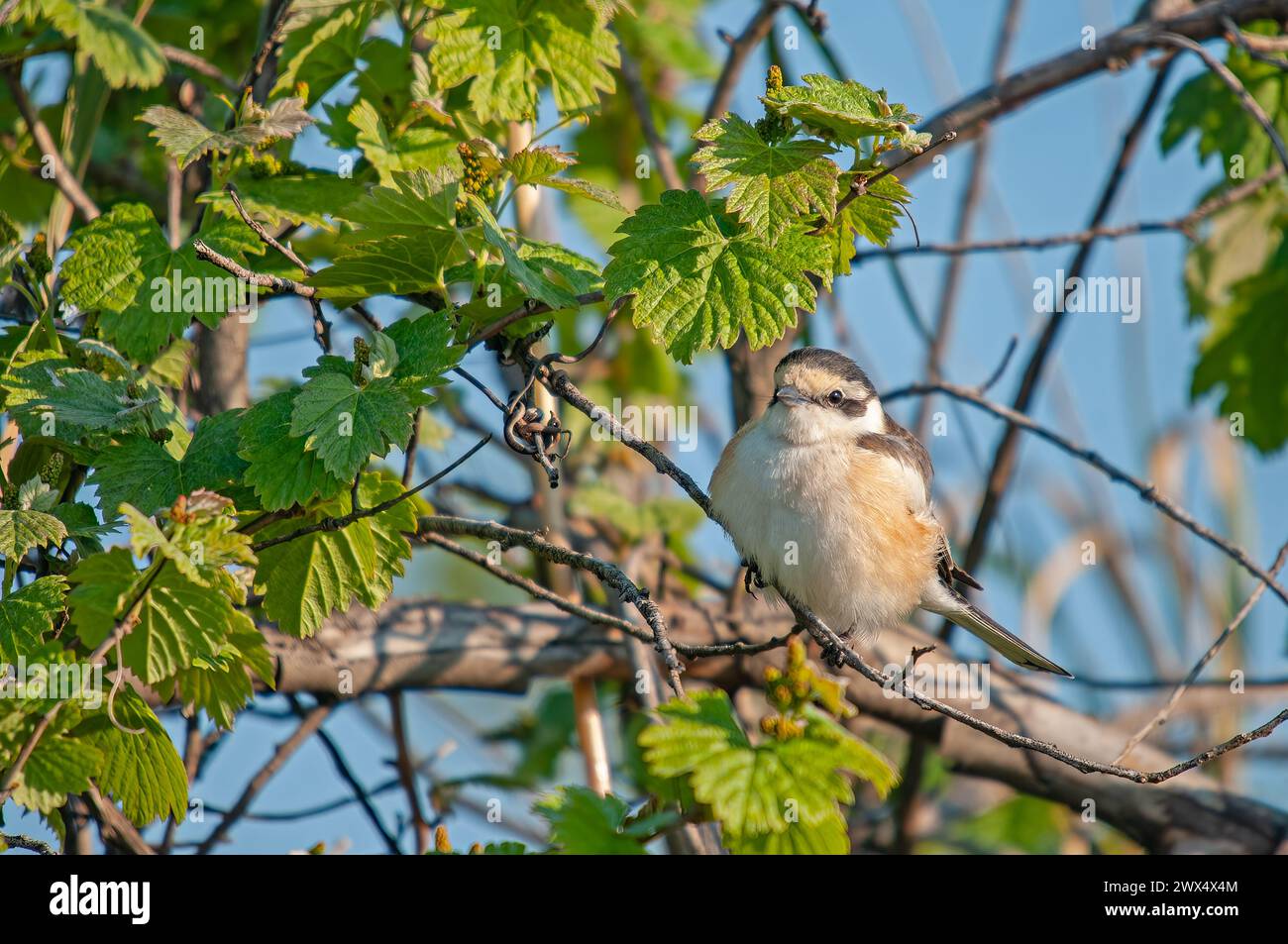 Masked Shrike, Lanius nubicus, on a tree branch Stock Photo - Alamy