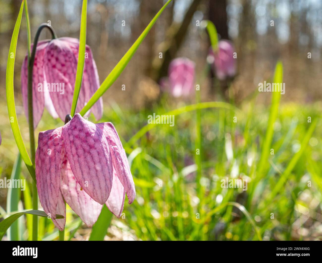 charming spring flower Fritillaria meleagris known as snake's head ...