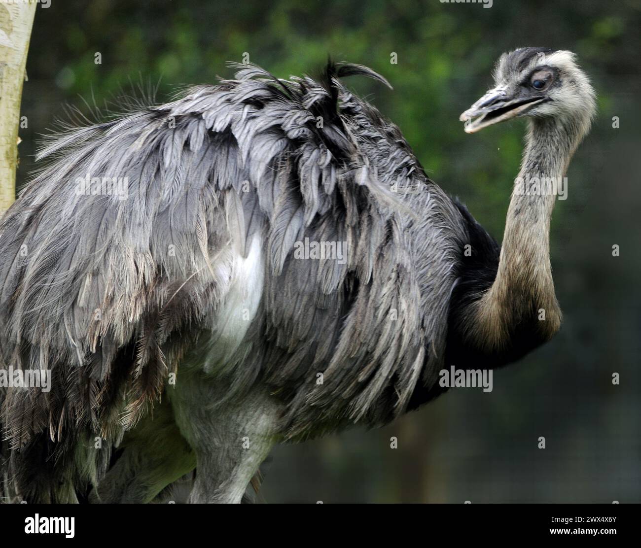GREATER RHEA, BIRDWORLD, FARNHAM, SURREY. PIC MIKE WALKER 2024 Stock ...
