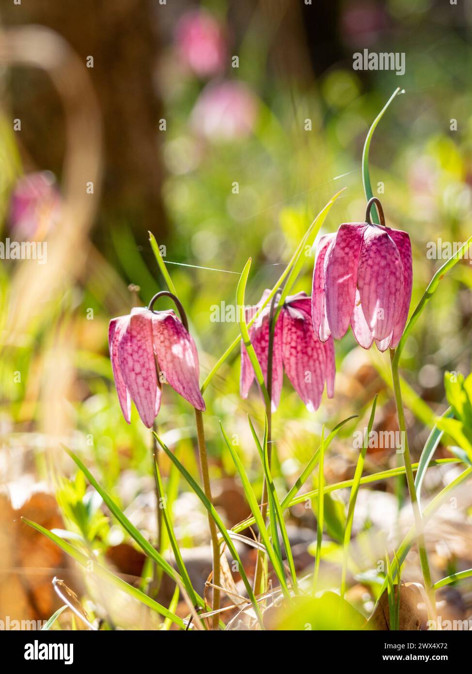 charming spring flower Fritillaria meleagris known as snake's head ...