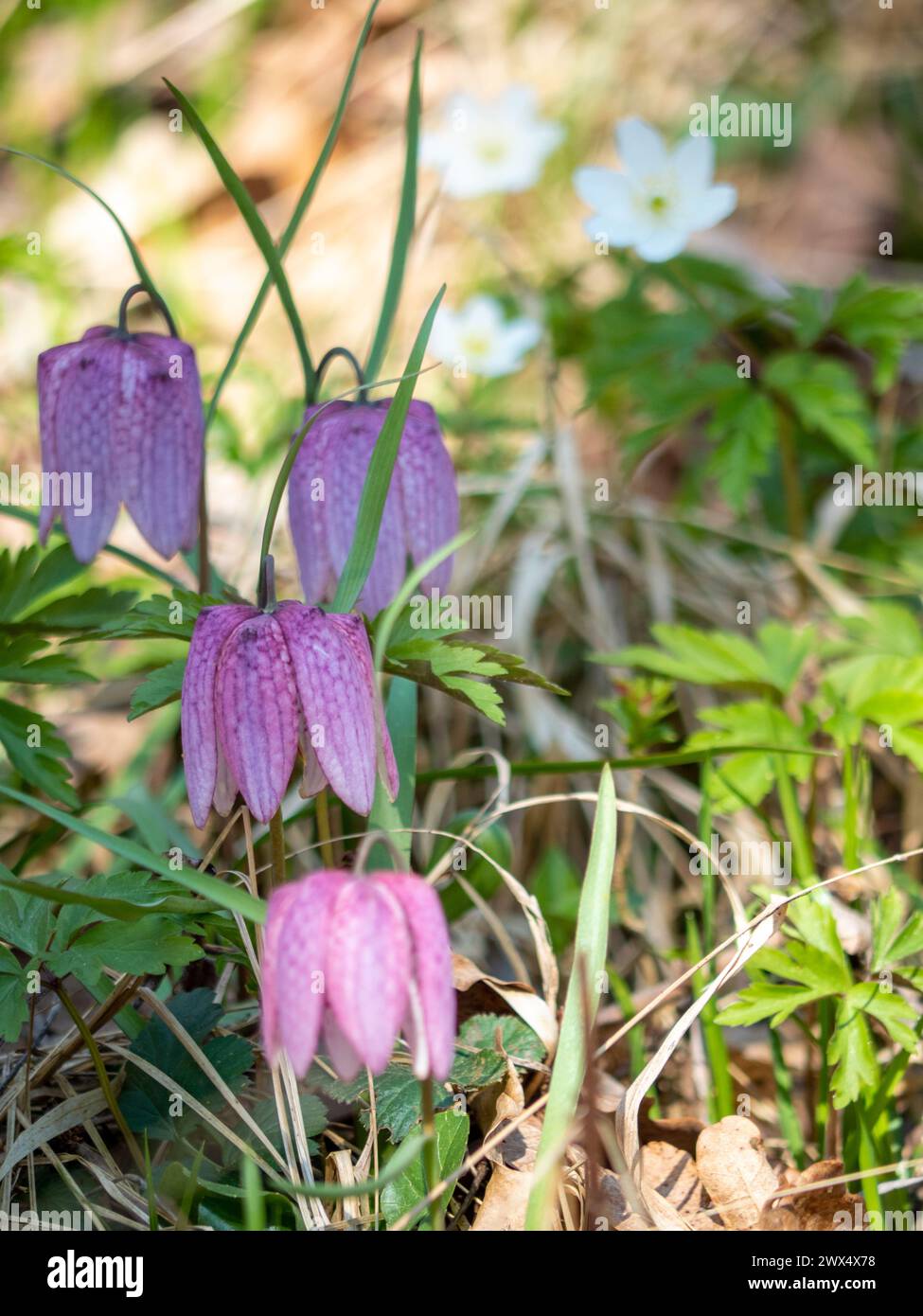charming spring flower Fritillaria meleagris known as snake's head ...