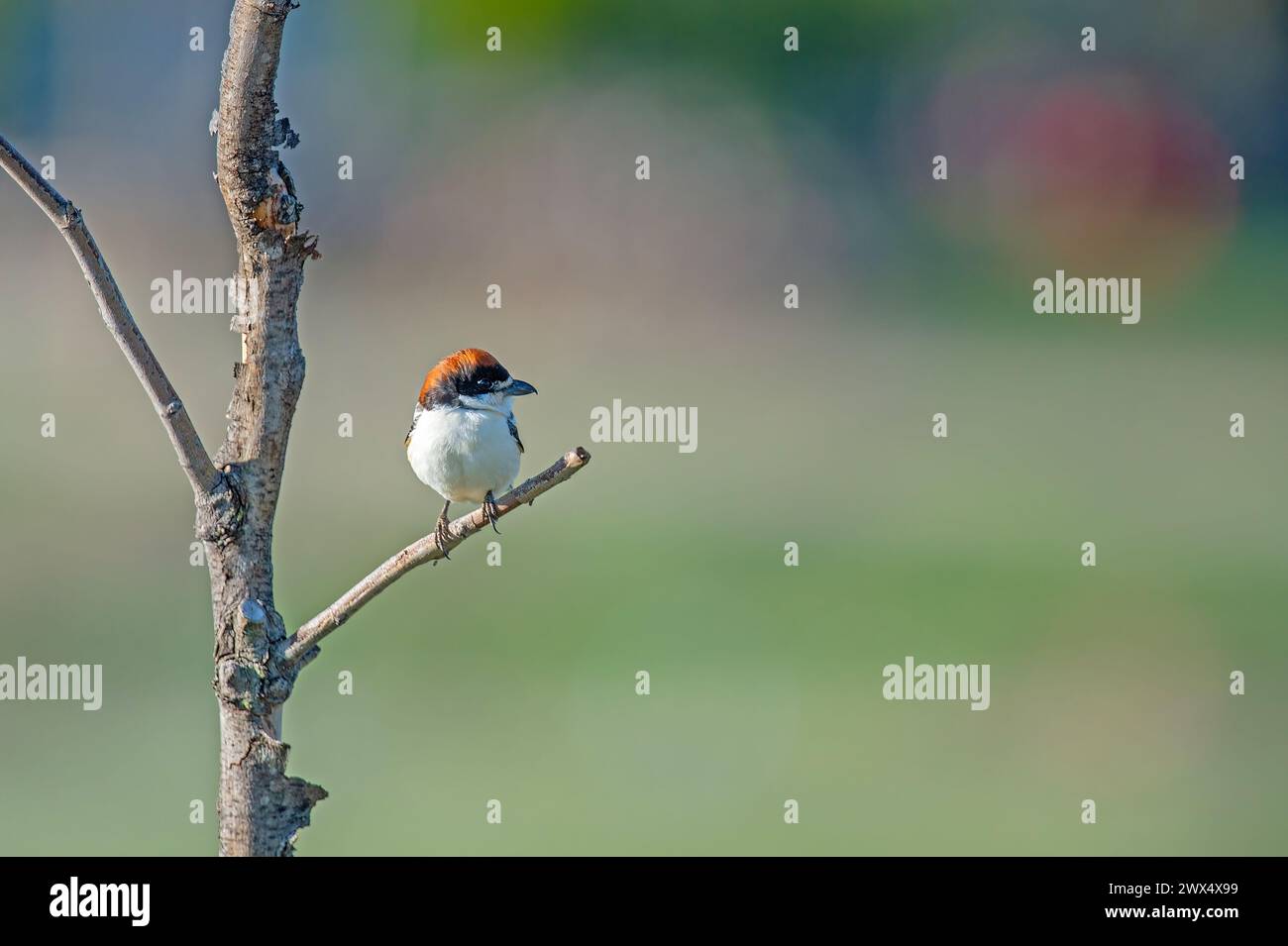 Woodchat shrike lanius senator crete hi-res stock photography and ...