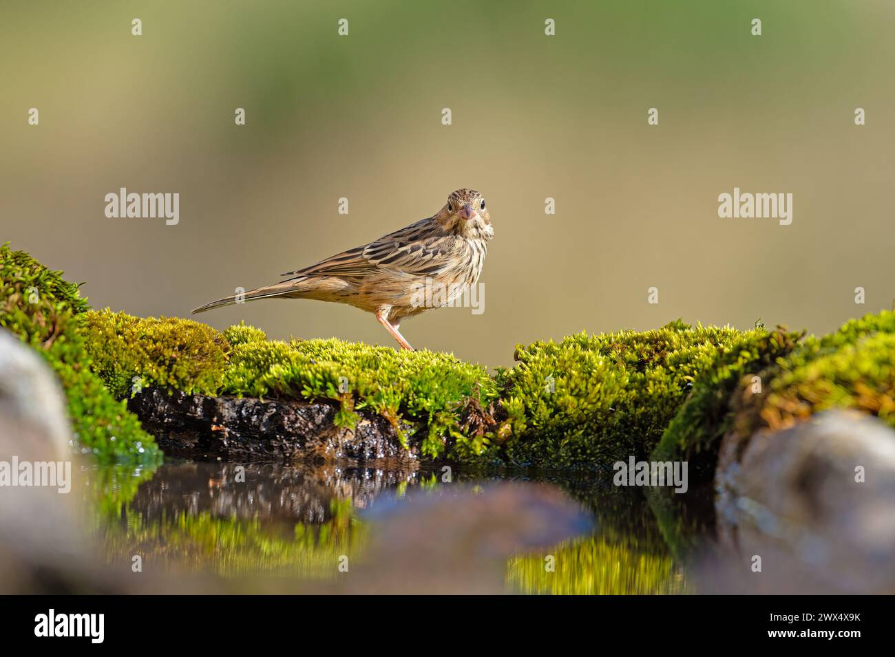 Female Ortolan Bunting, Emberiza hortulana, on moss Stock Photo - Alamy