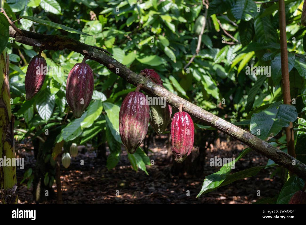 A red few cocoa pods hanging from the trunk of a cocoa tree Stock Photo ...