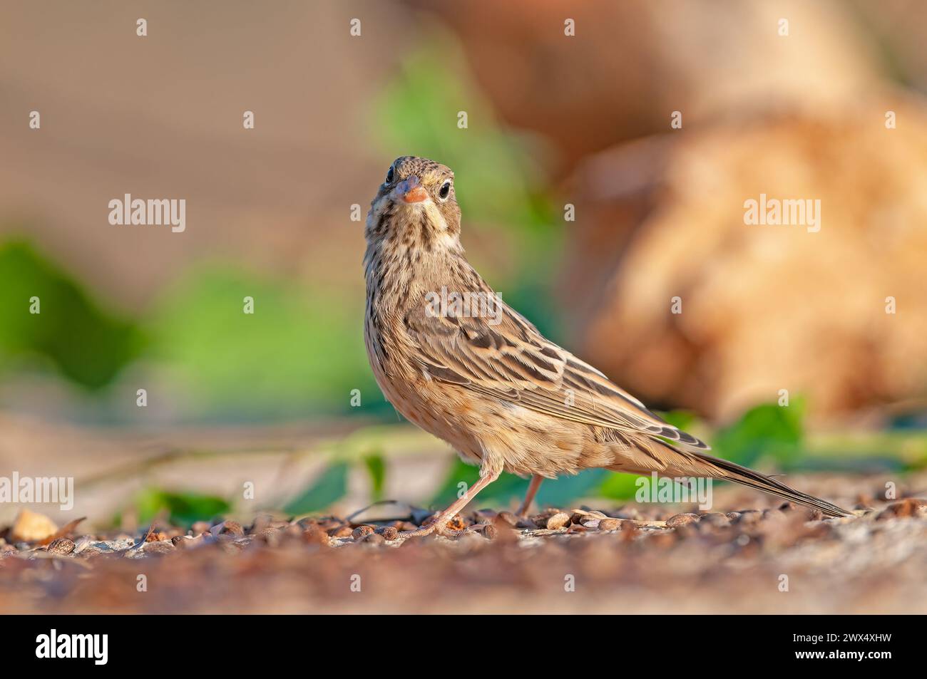 Female Ortolan Bunting, Emberiza hortulana, standing on the ground ...