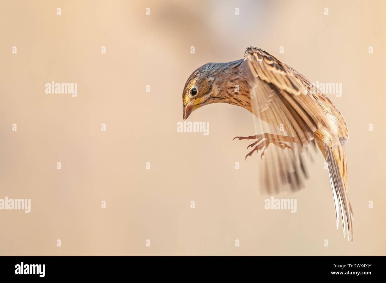 The bird that flies in the air. Female Ortolan Bunting, Emberiza ...