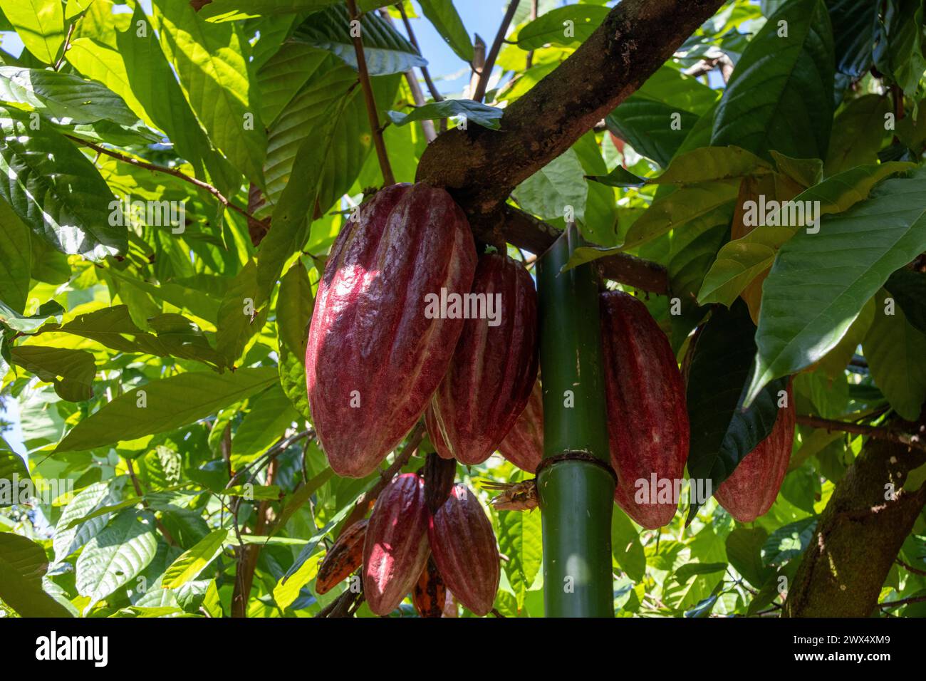 A red few cocoa pods hanging from the trunk of a cocoa tree Stock Photo ...