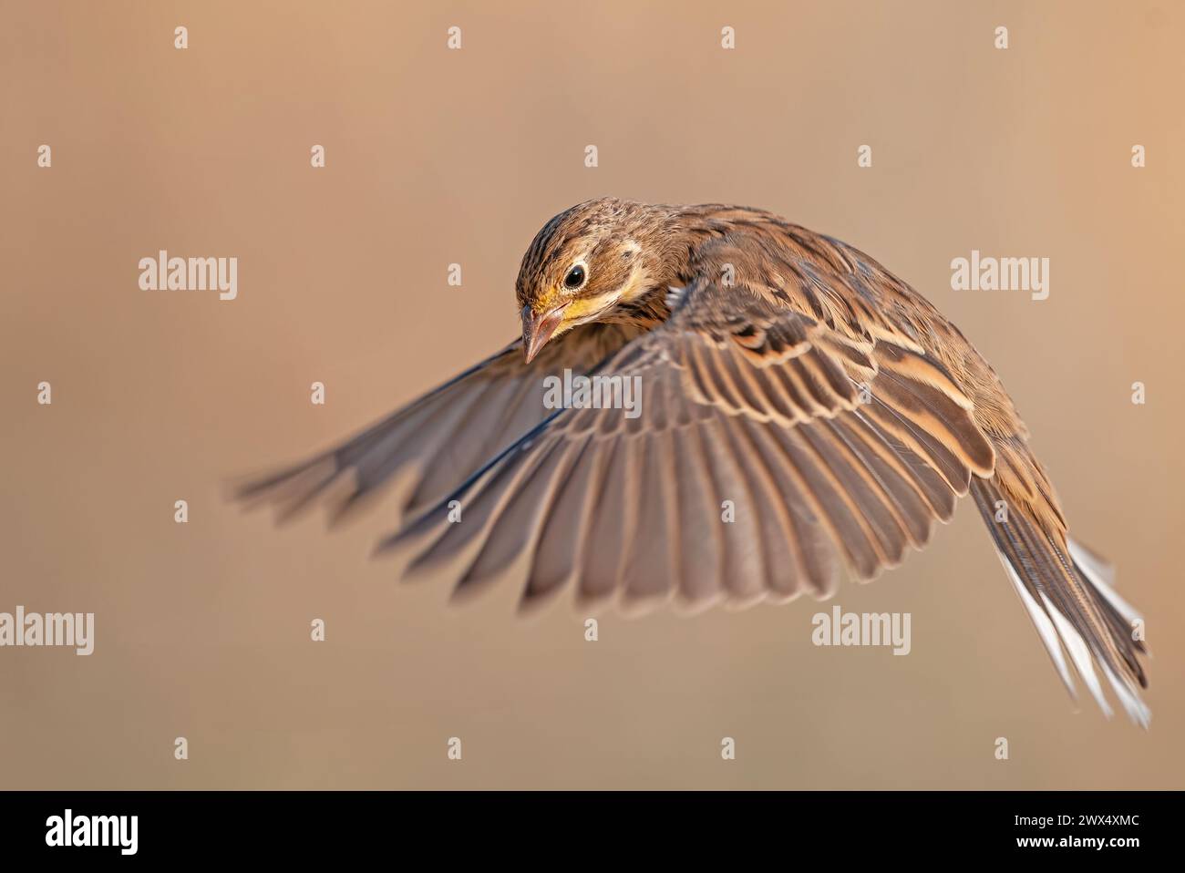The bird that flies in the air. Female Ortolan Bunting, Emberiza ...