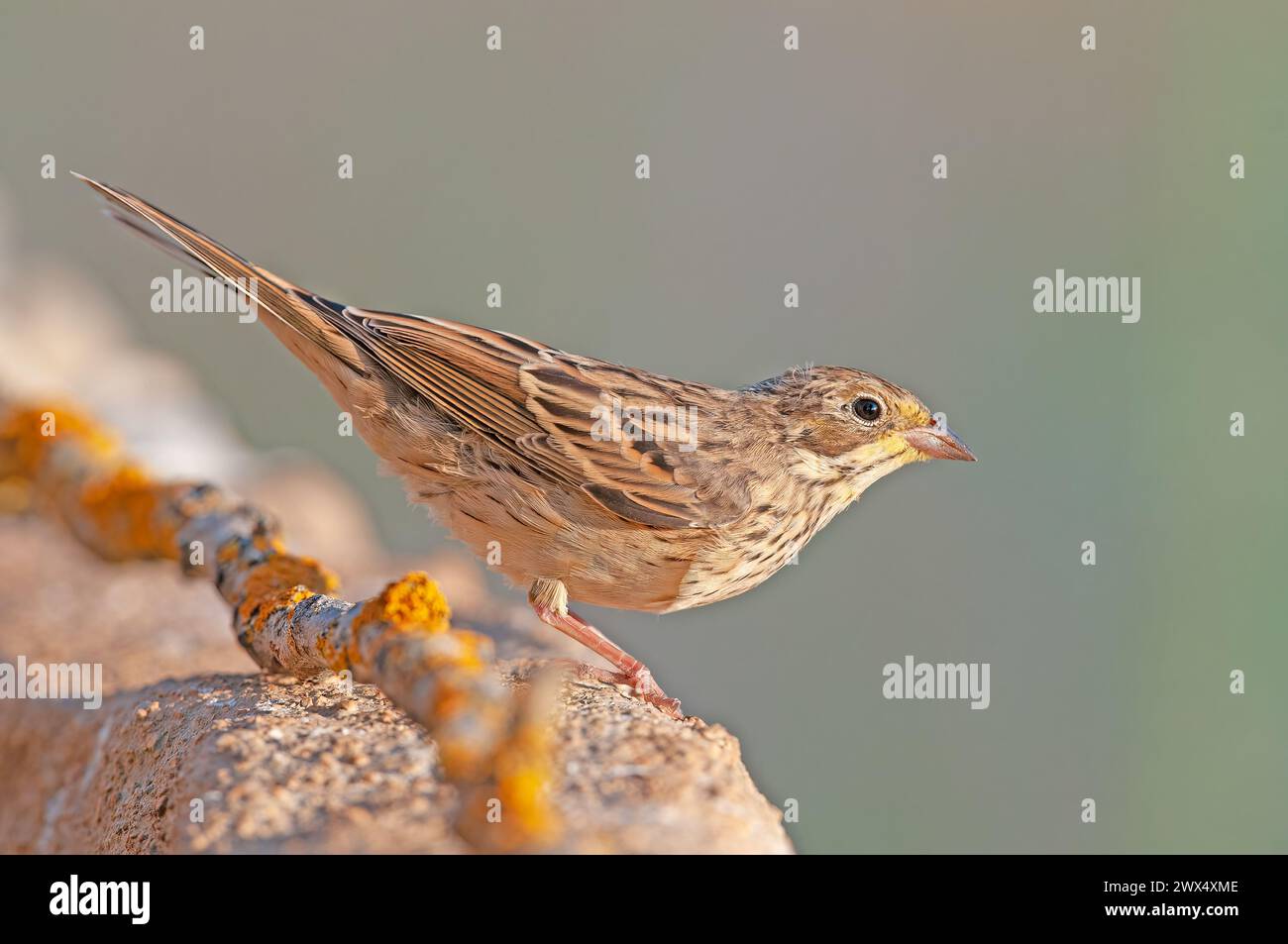Female Ortolan Bunting on a rock, Emberiza hortulana Stock Photo - Alamy