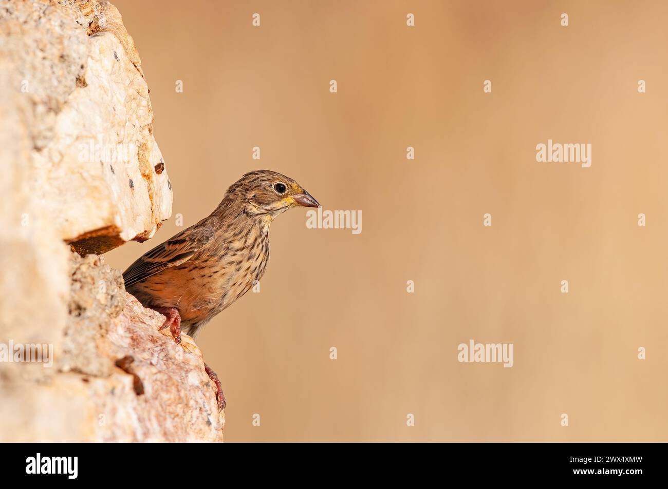 Female Ortolan Bunting on a rock, Emberiza hortulana Stock Photo - Alamy