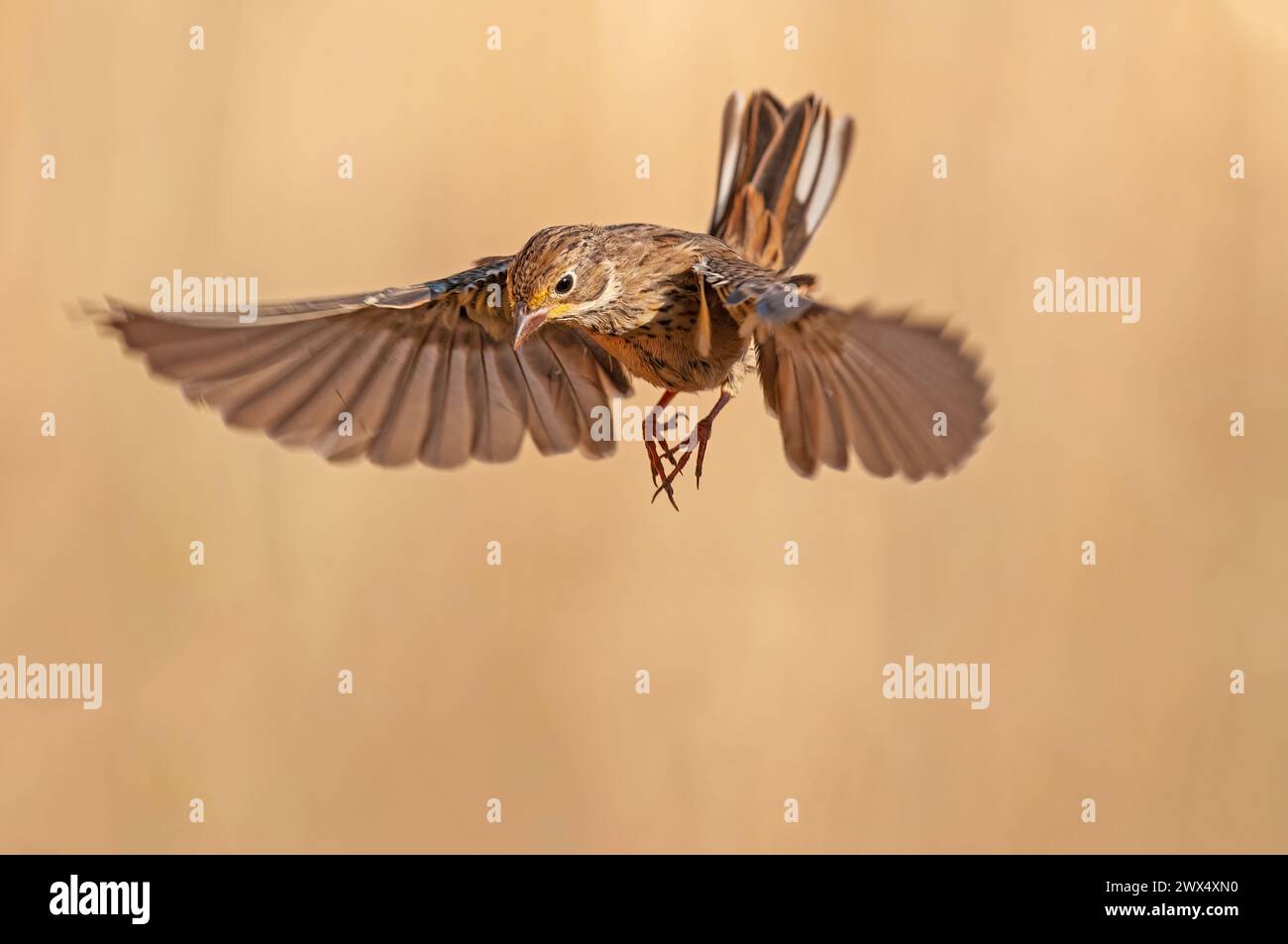 The bird that flies in the air. Female Ortolan Bunting, Emberiza ...