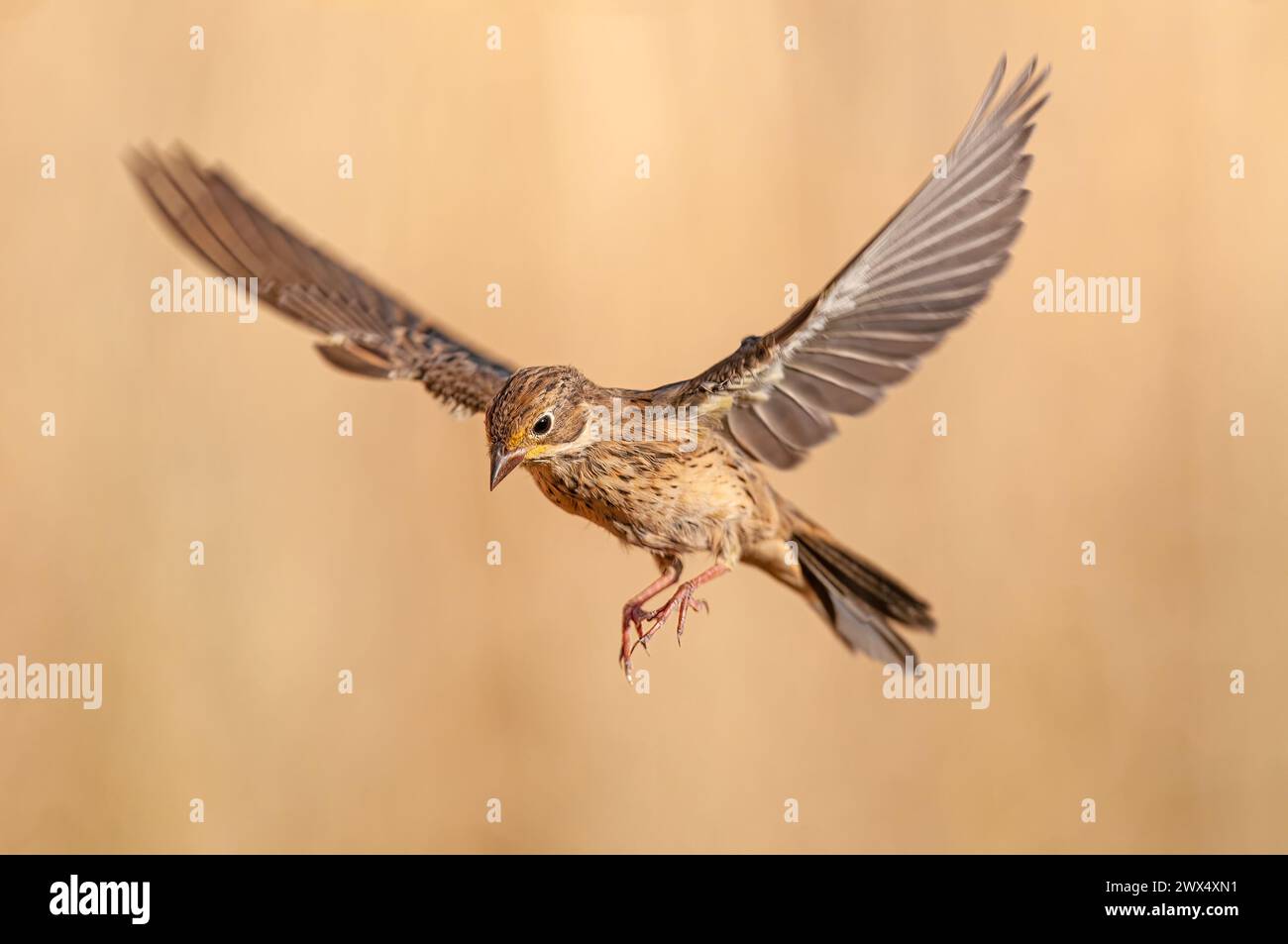 The bird that flies in the air. Female Ortolan Bunting, Emberiza ...