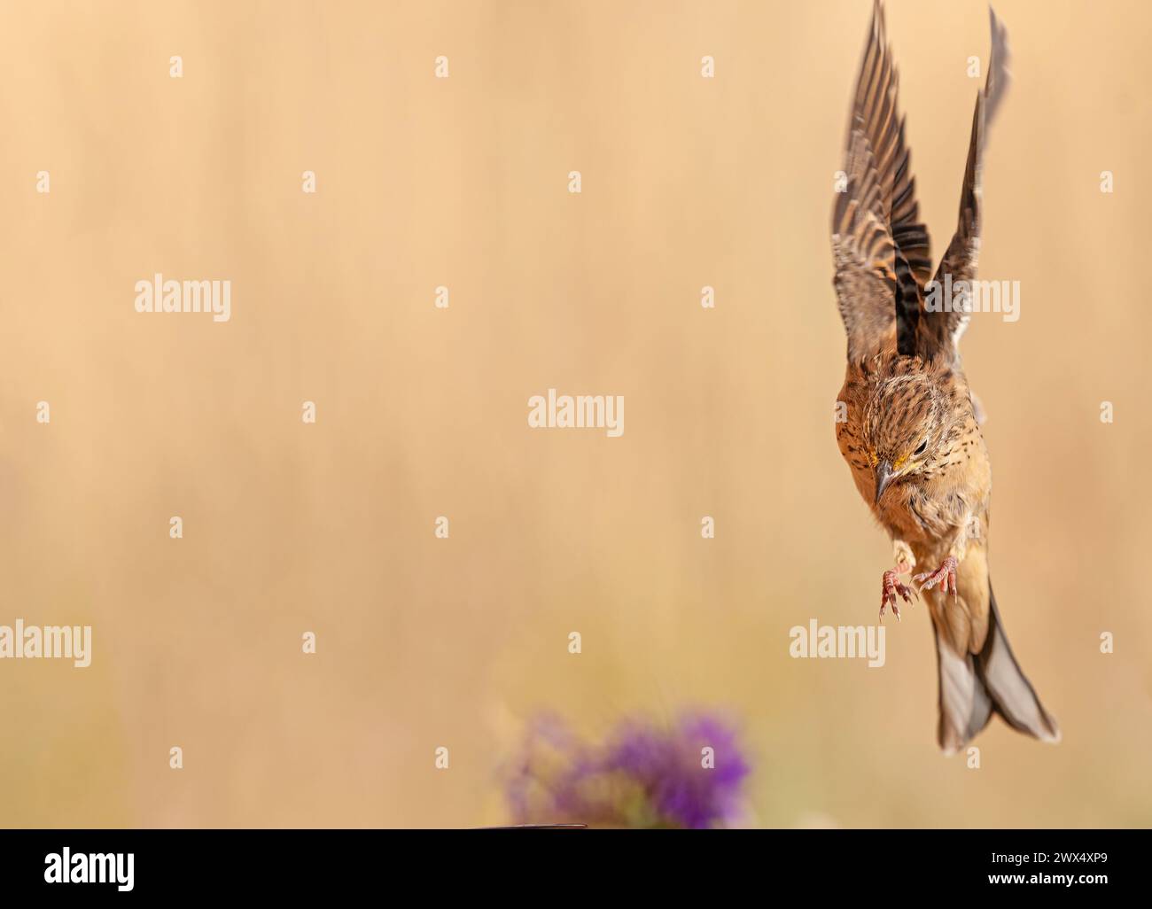 The bird that flies in the air. Female Ortolan Bunting, Emberiza ...
