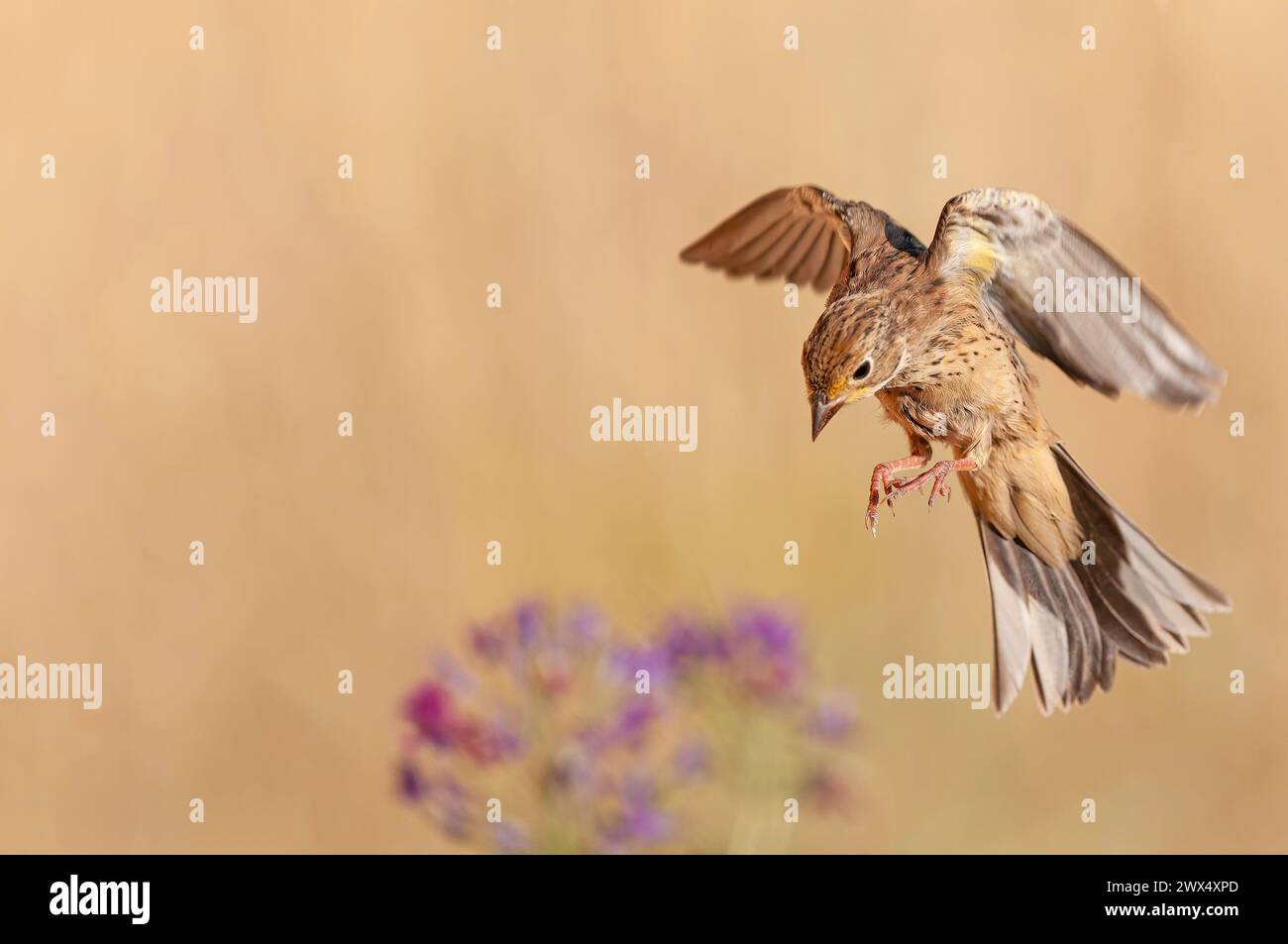 The bird that flies in the air. Female Ortolan Bunting, Emberiza ...
