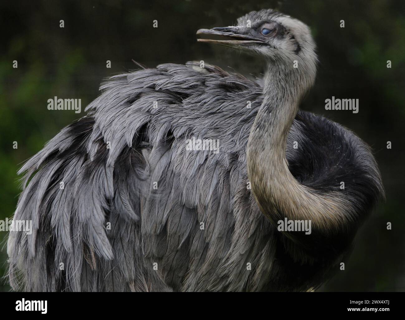 GREATER RHEA, BIRDWORLD, FARNHAM, SURREY. PIC MIKE WALKER 2024 Stock ...