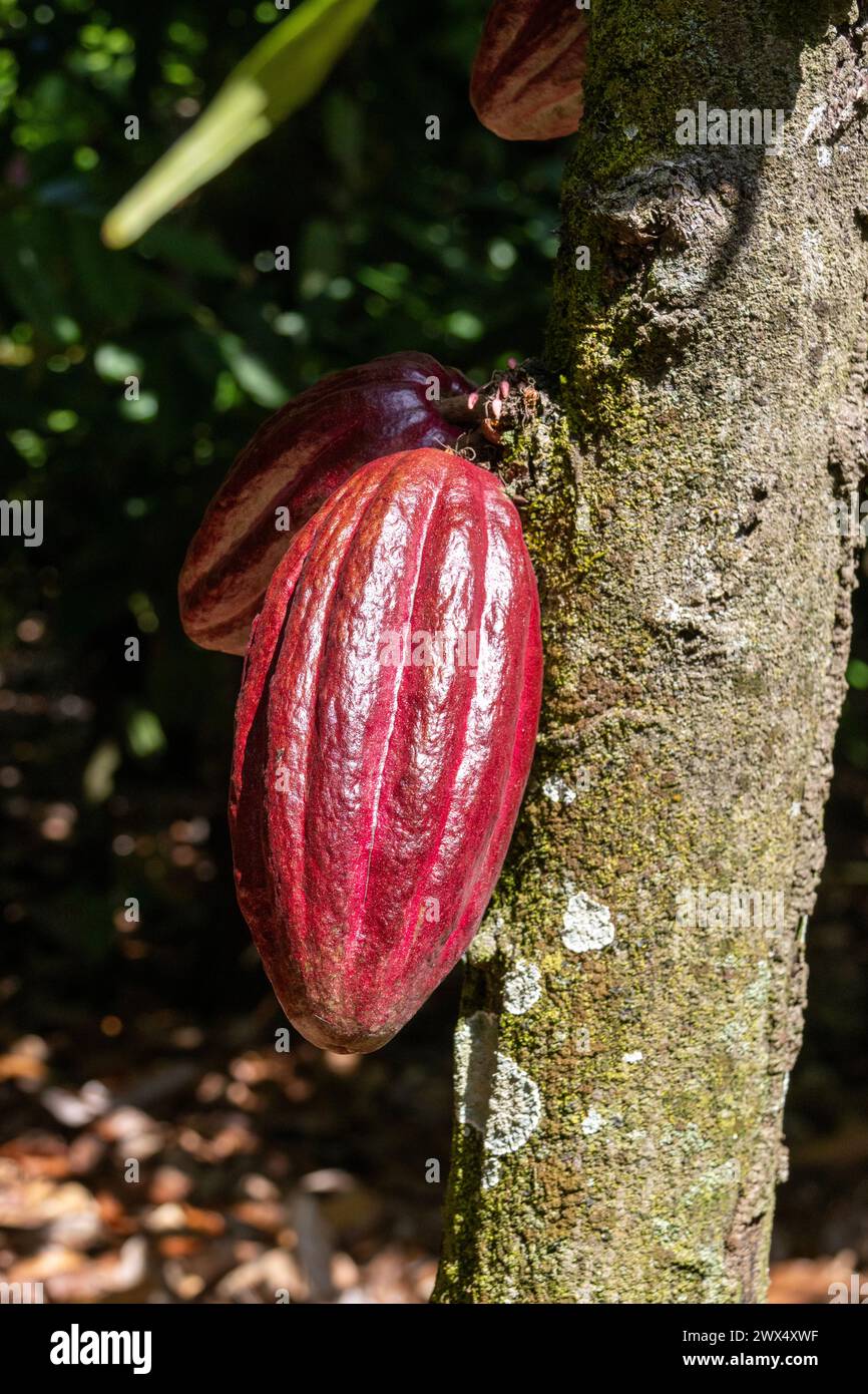 Cocoa on tree trunk hi-res stock photography and images - Alamy