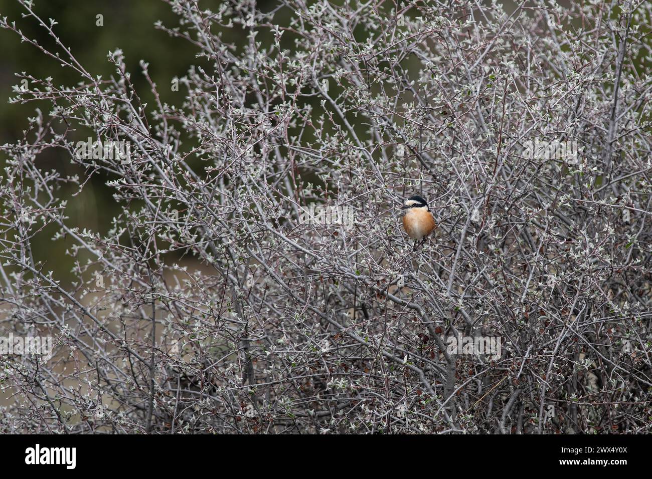 Masked Shrike, Lanius nubicus on tree branch Stock Photo - Alamy