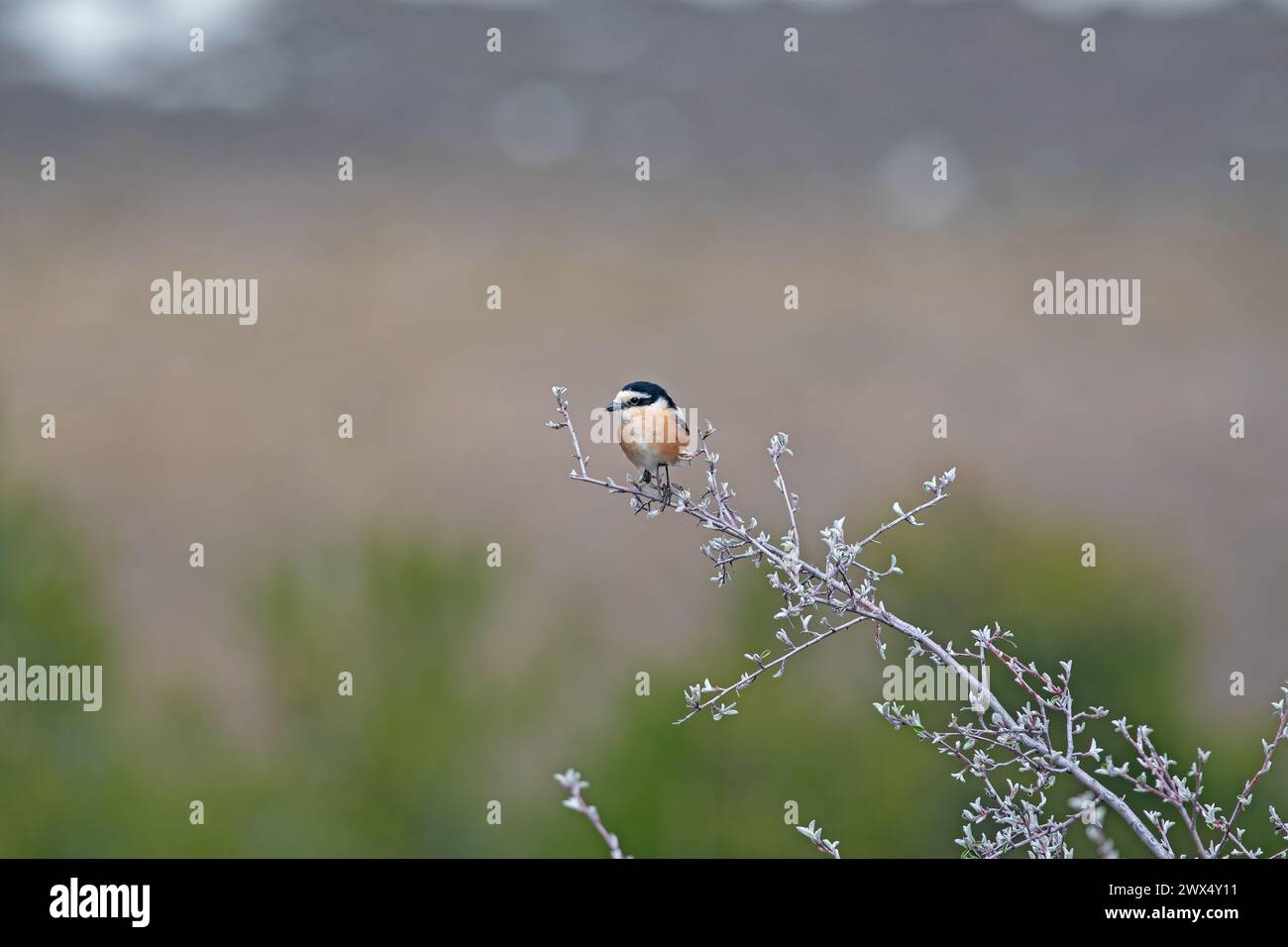 Masked shrike bird hi-res stock photography and images - Alamy