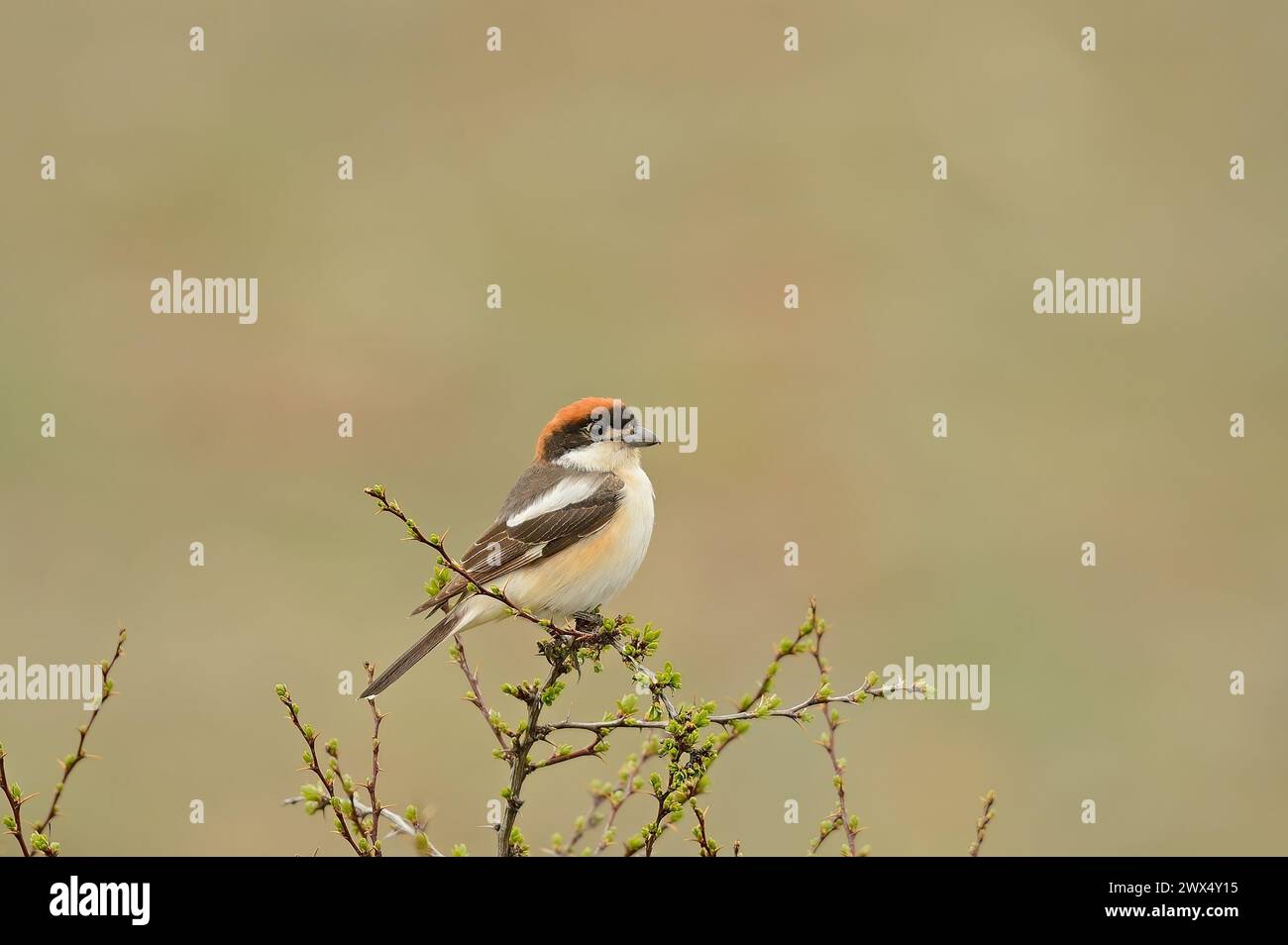 Woodchat shrike lanius senator crete hi-res stock photography and ...