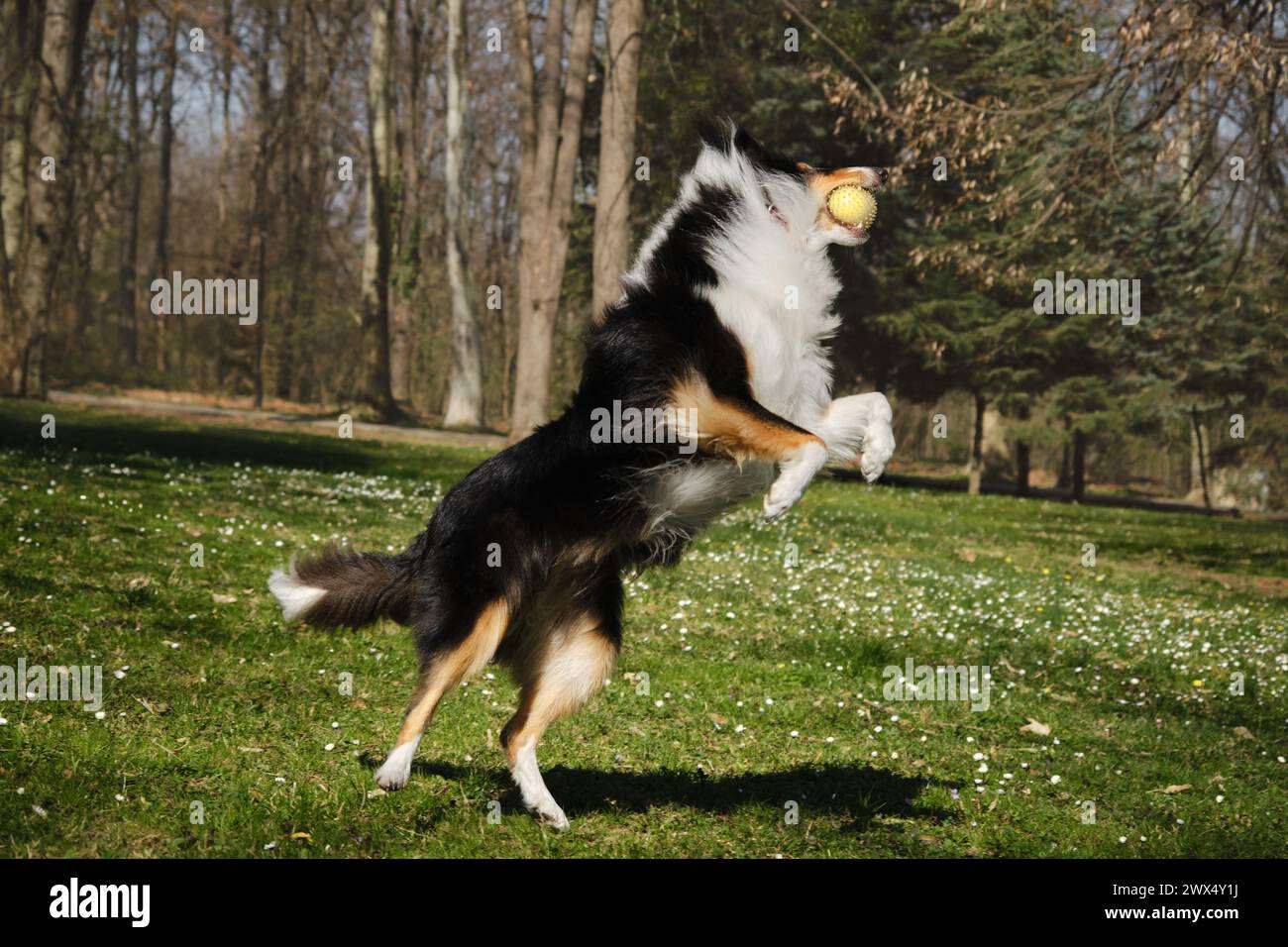 Black Tricolor Rough Collie walks outside in spring park on sunny day ...