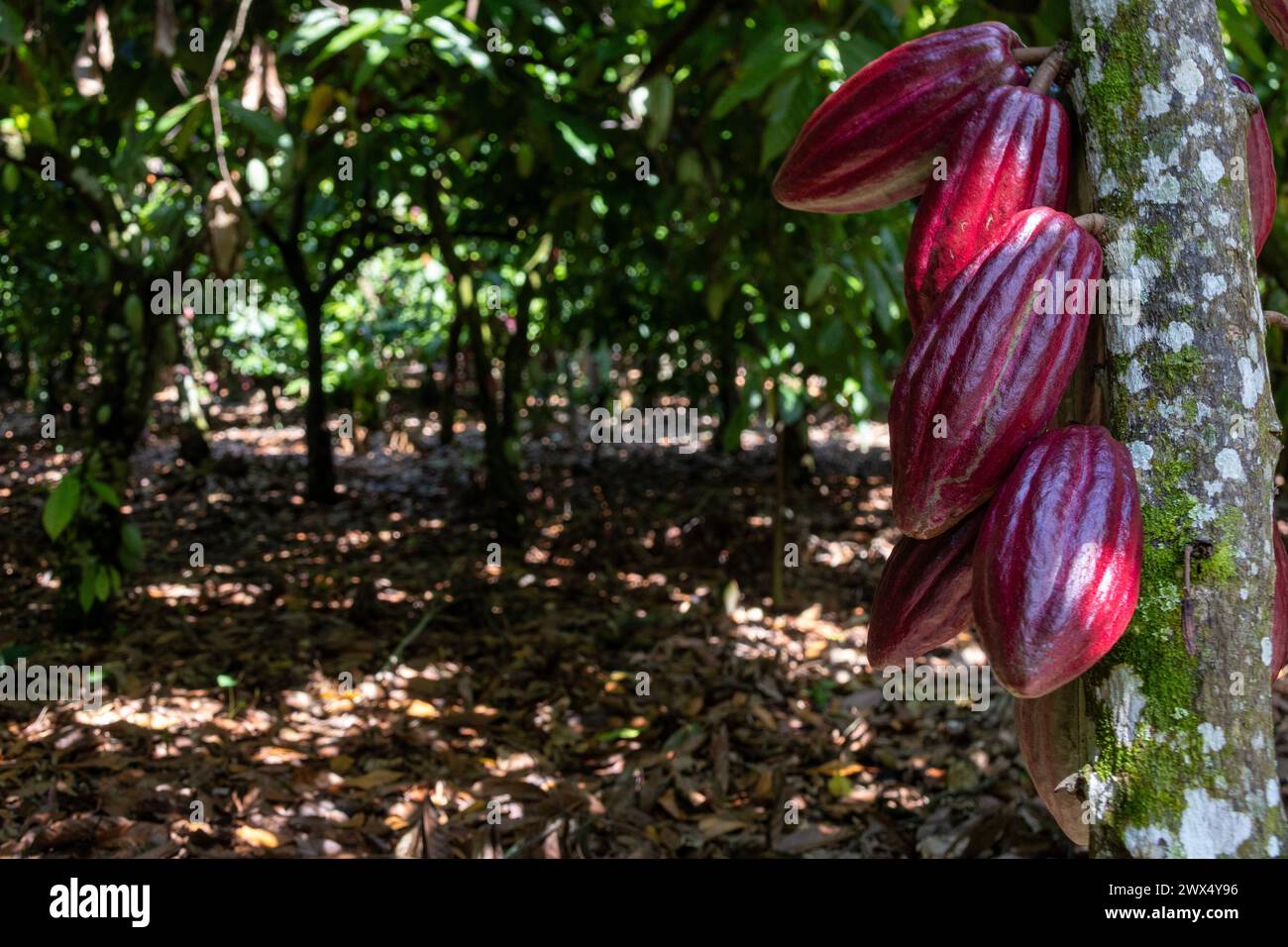 A red few cocoa pods hanging from the trunk of a cocoa tree Stock Photo ...