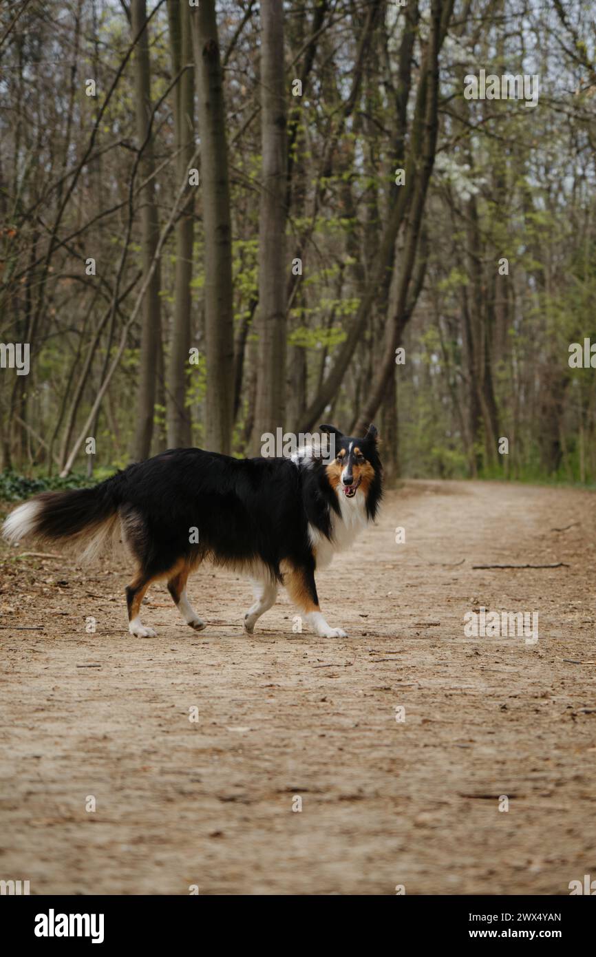 Tricolor Rough Collie walks and poses in spring park. Black Scottish ...