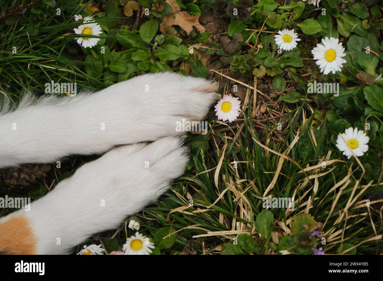 Two front white paws of the Scottish Shepherd dog breed - long-haired ...