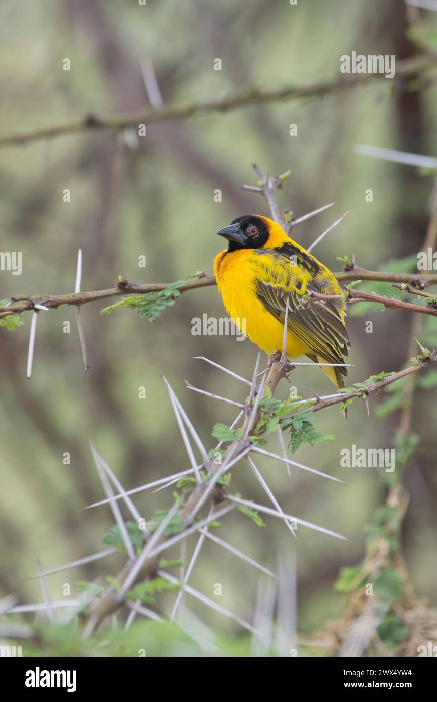Village weaver (Ploceus cucullatus), also known as the black-headed ...