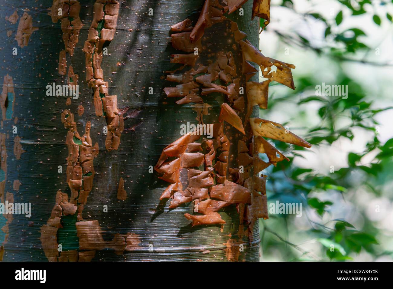 Gumbo limbo tree hi-res stock photography and images - Alamy