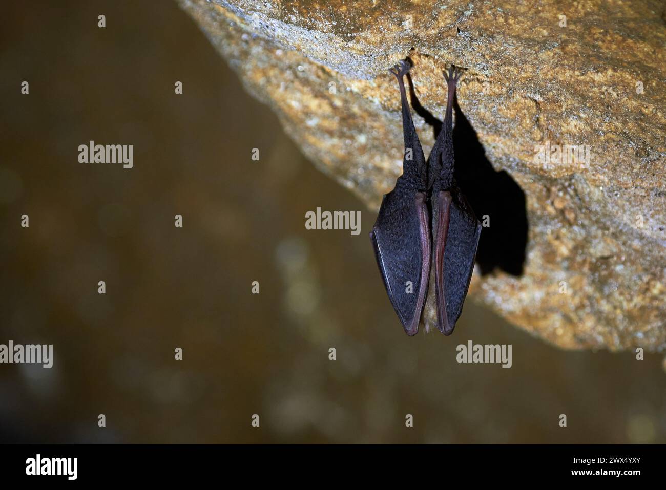 Lesser horseshoe bat hanging in a cave (Rhinolophus hipposideros Stock ...