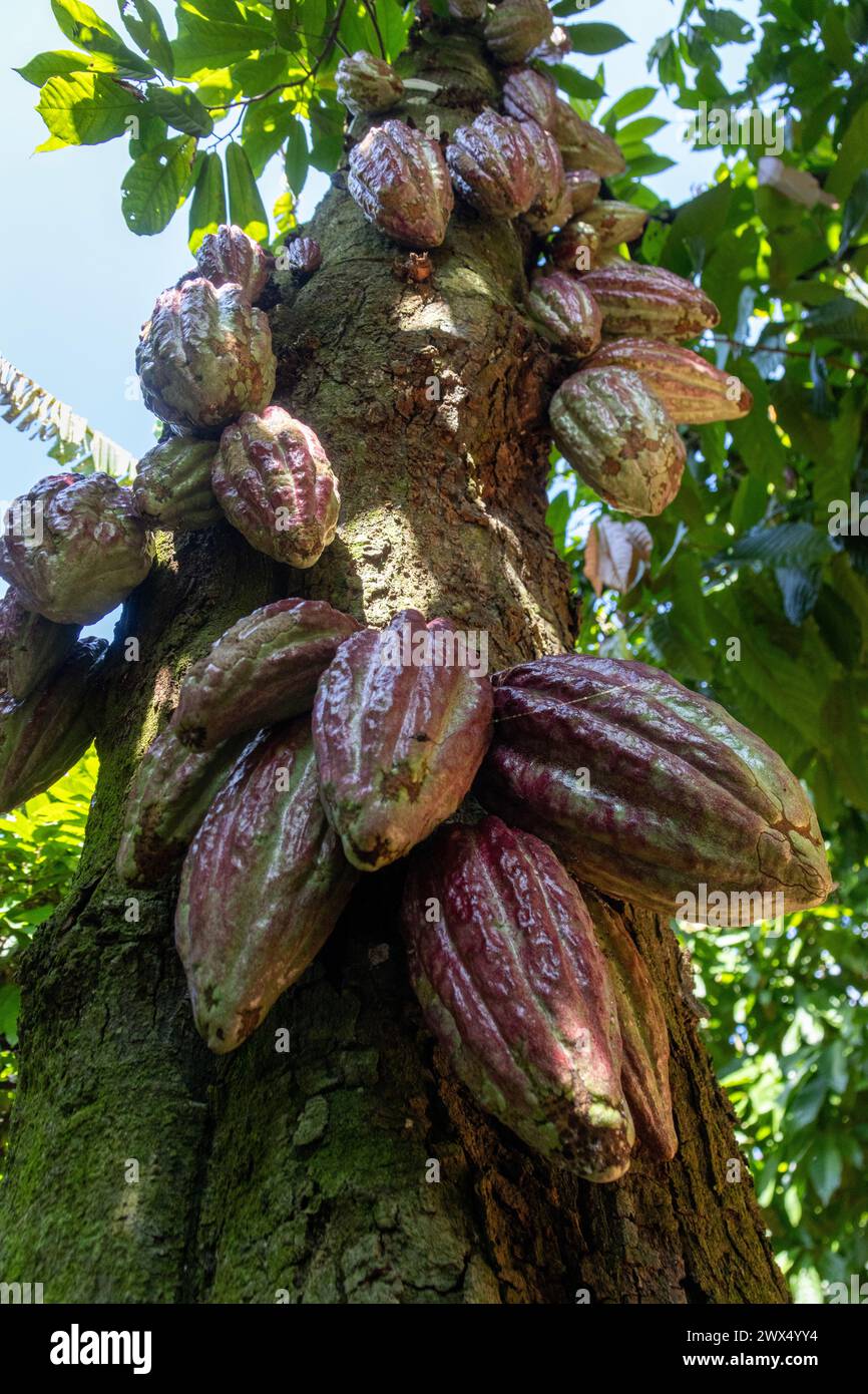A red few cocoa pods hanging from the trunk of a cocoa tree Stock Photo ...