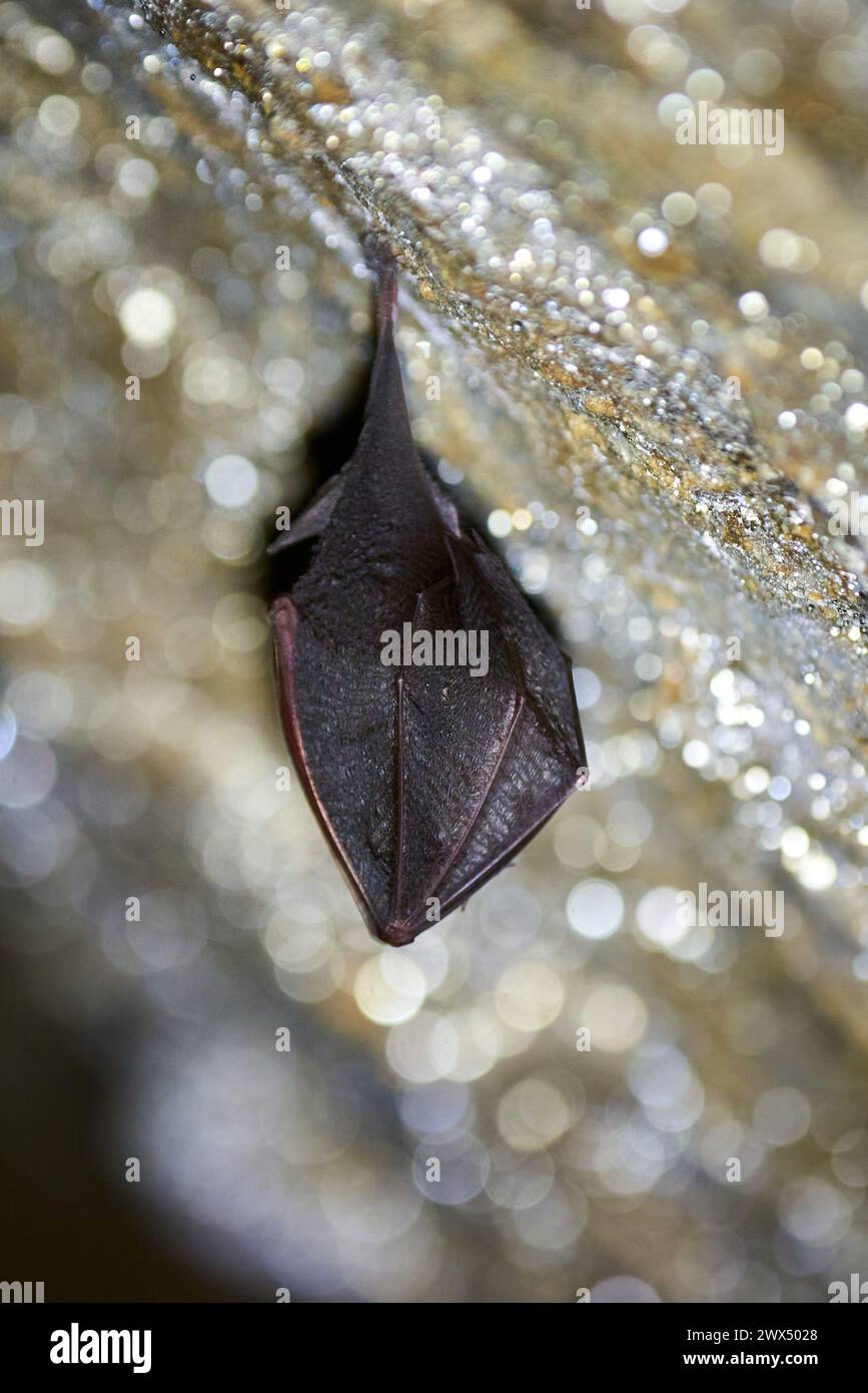 Lesser horseshoe bat hanging in a cave (Rhinolophus hipposideros Stock ...